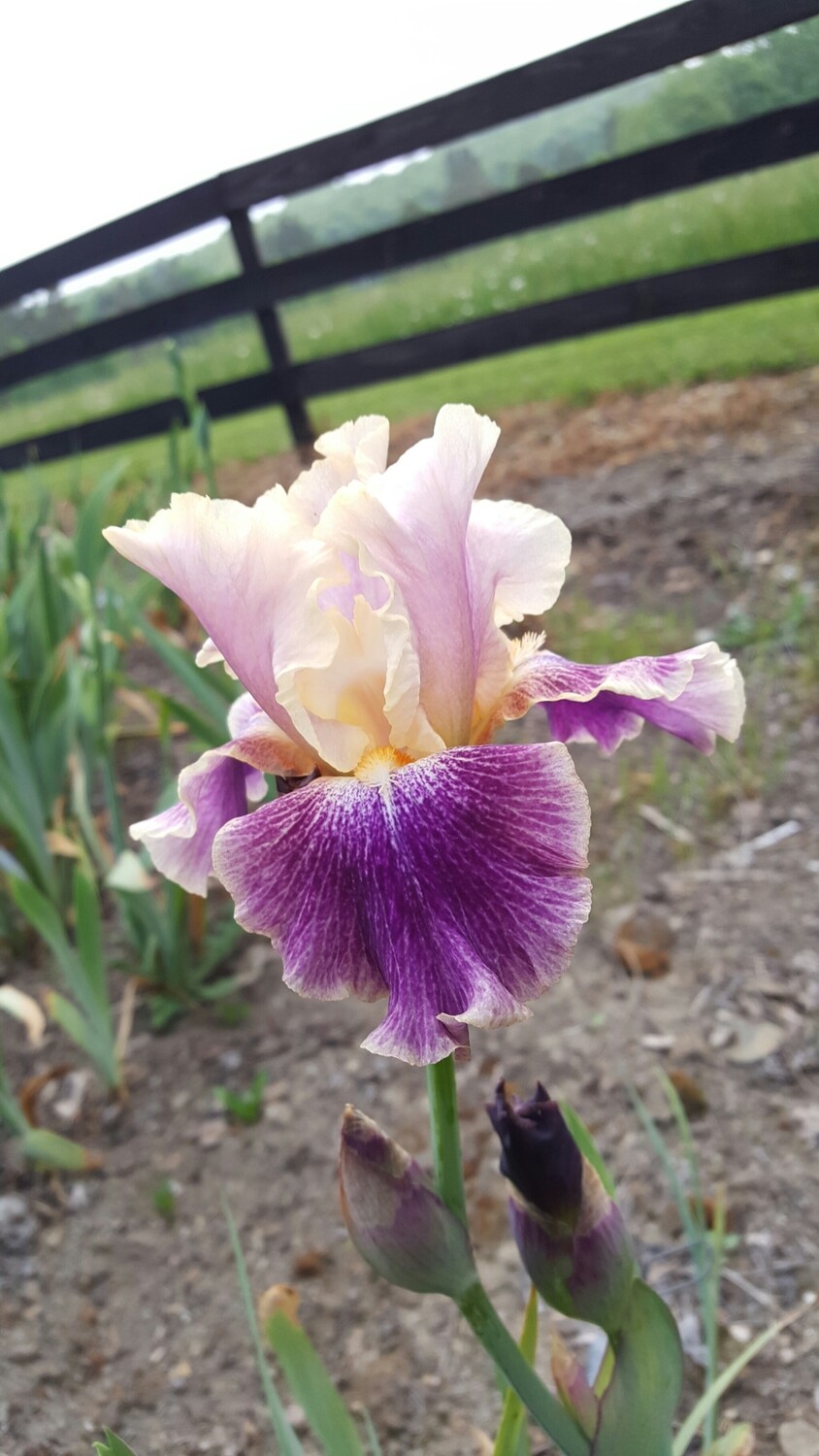 FLIGHTS OF FANCY Tall Bearded Iris