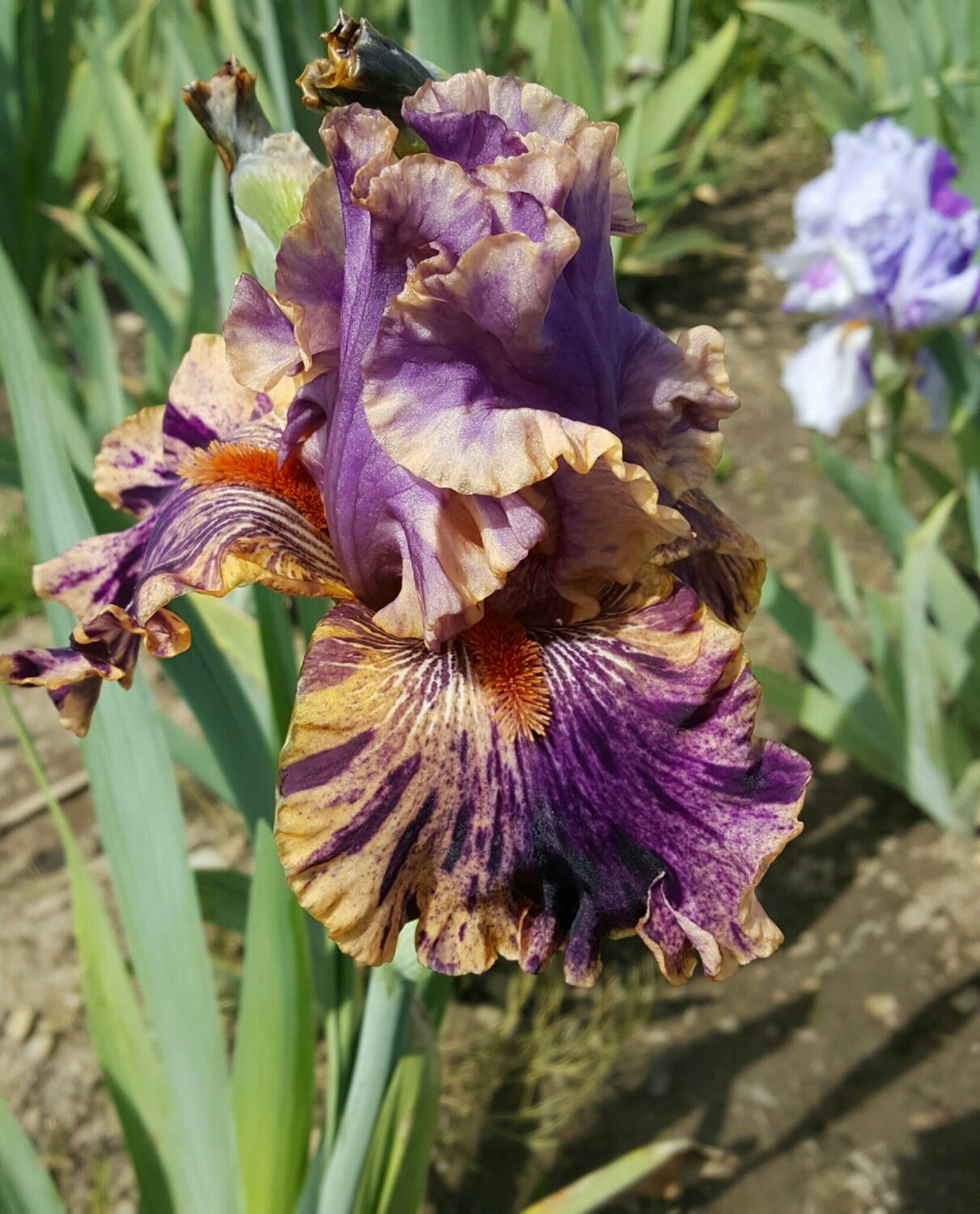Broken Color Iris - WILD STREAK