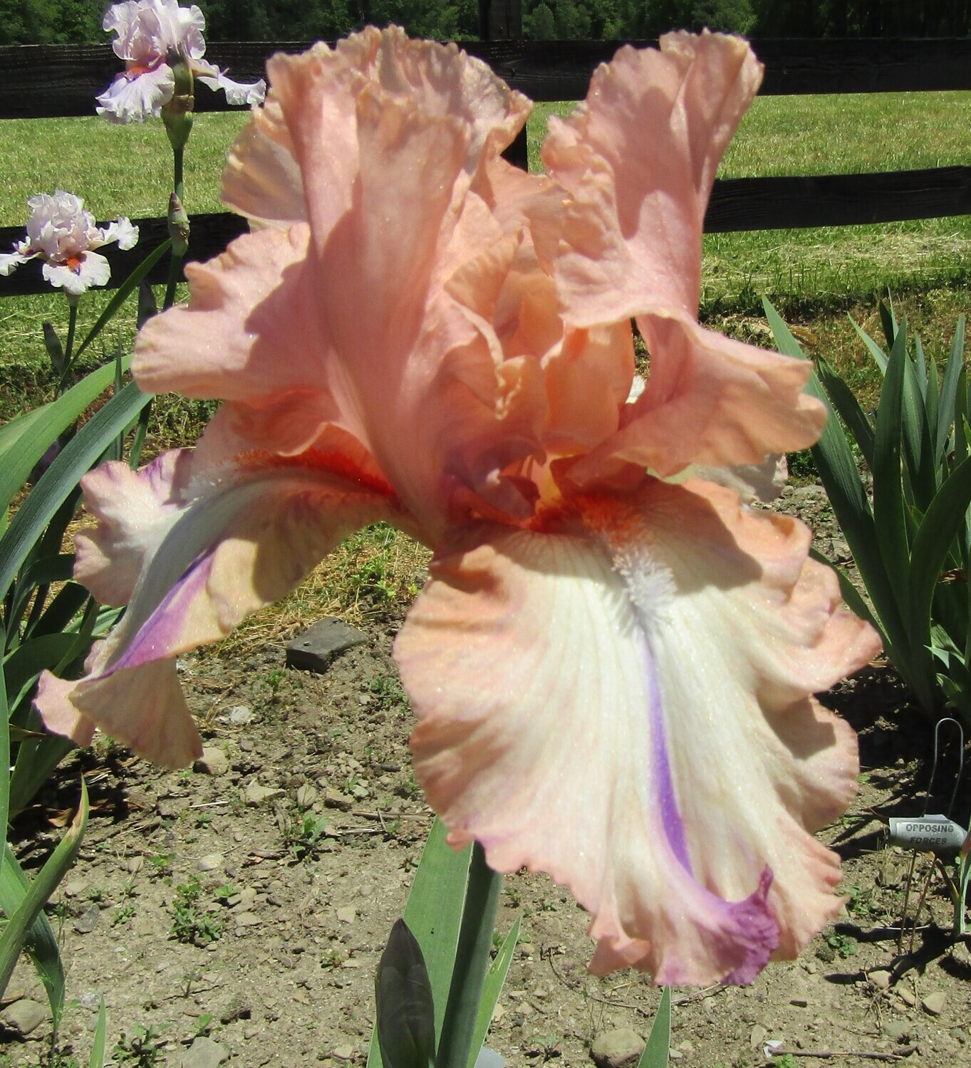 Broken Color Iris - PIED PEACH Border Bearded Iris