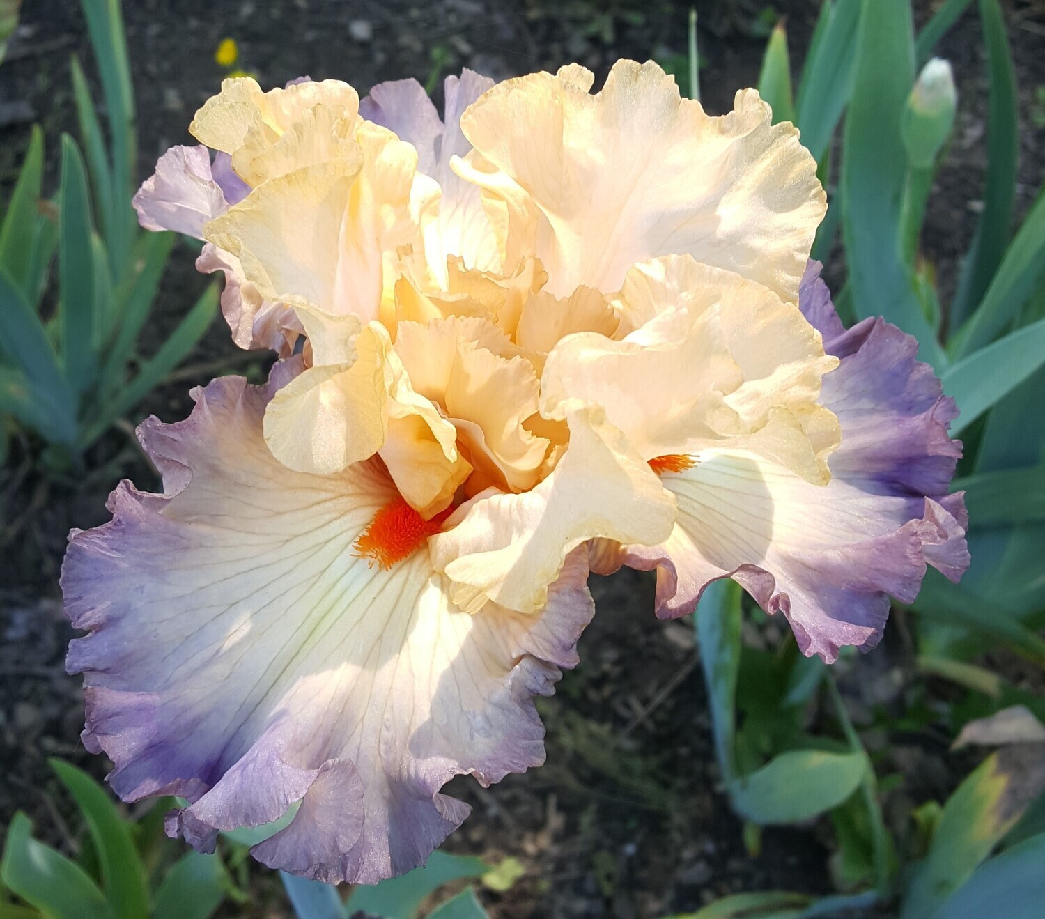 PARISIAN DAWN Tall Bearded Iris