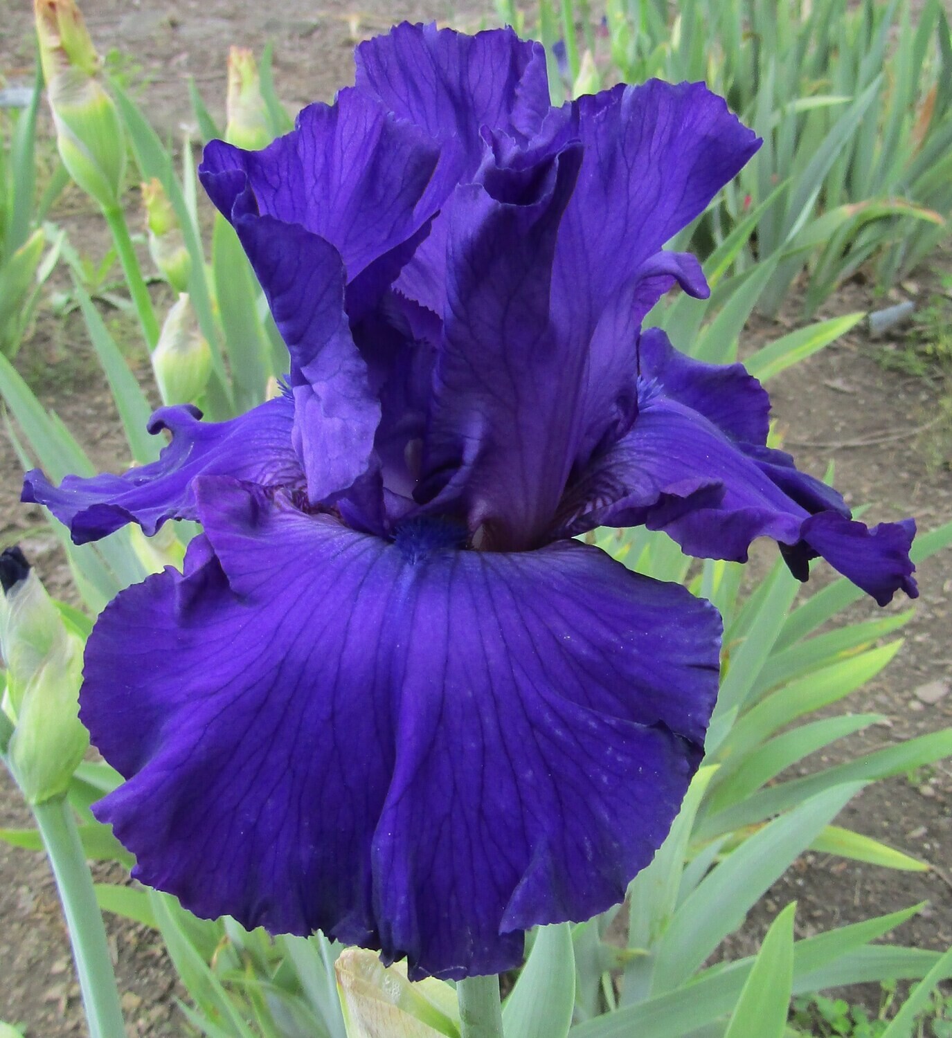Perrymount Tall Bearded Iris