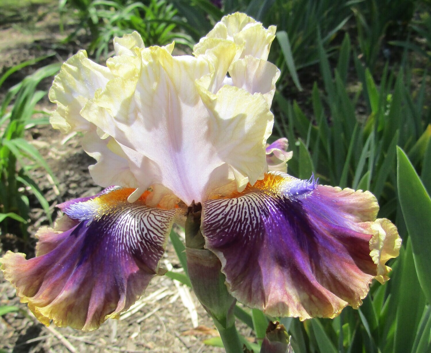 RARE BLEND Tall Bearded Iris