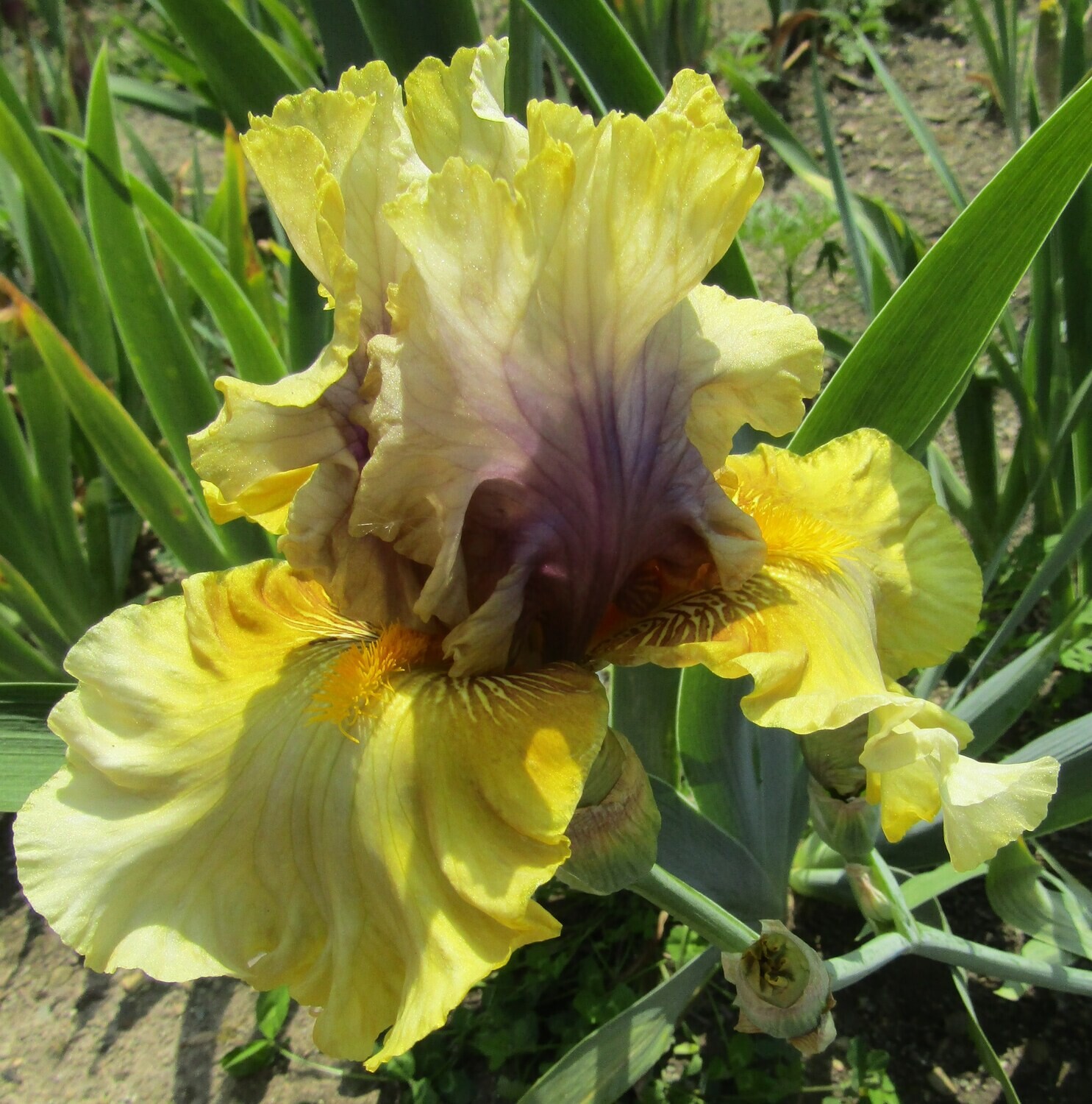 Secret Rites Tall Bearded Iris