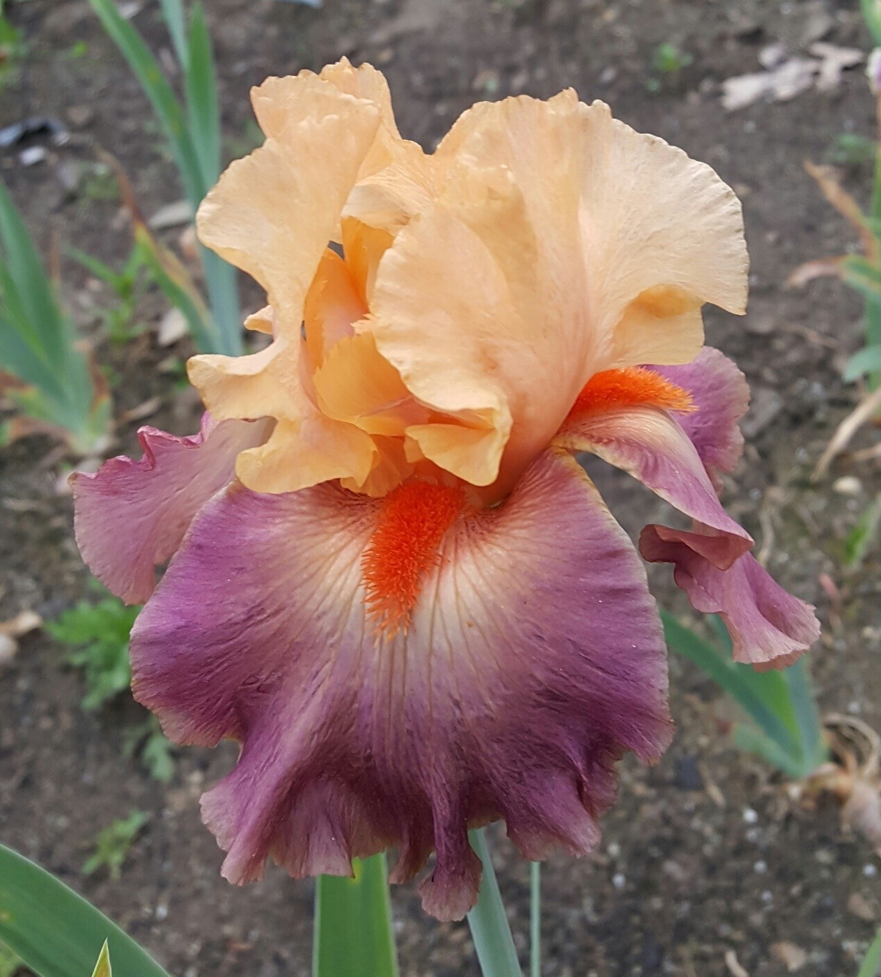 RIO Tall Bearded Iris