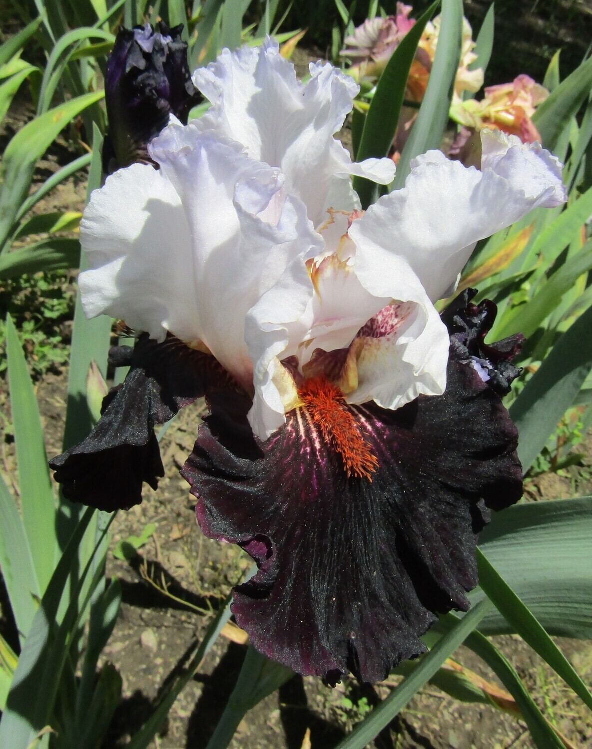 STARRING Tall Bearded Iris