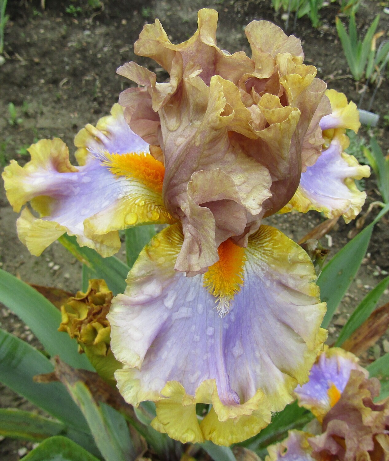 WESTERN EDGE Tall Bearded Iris