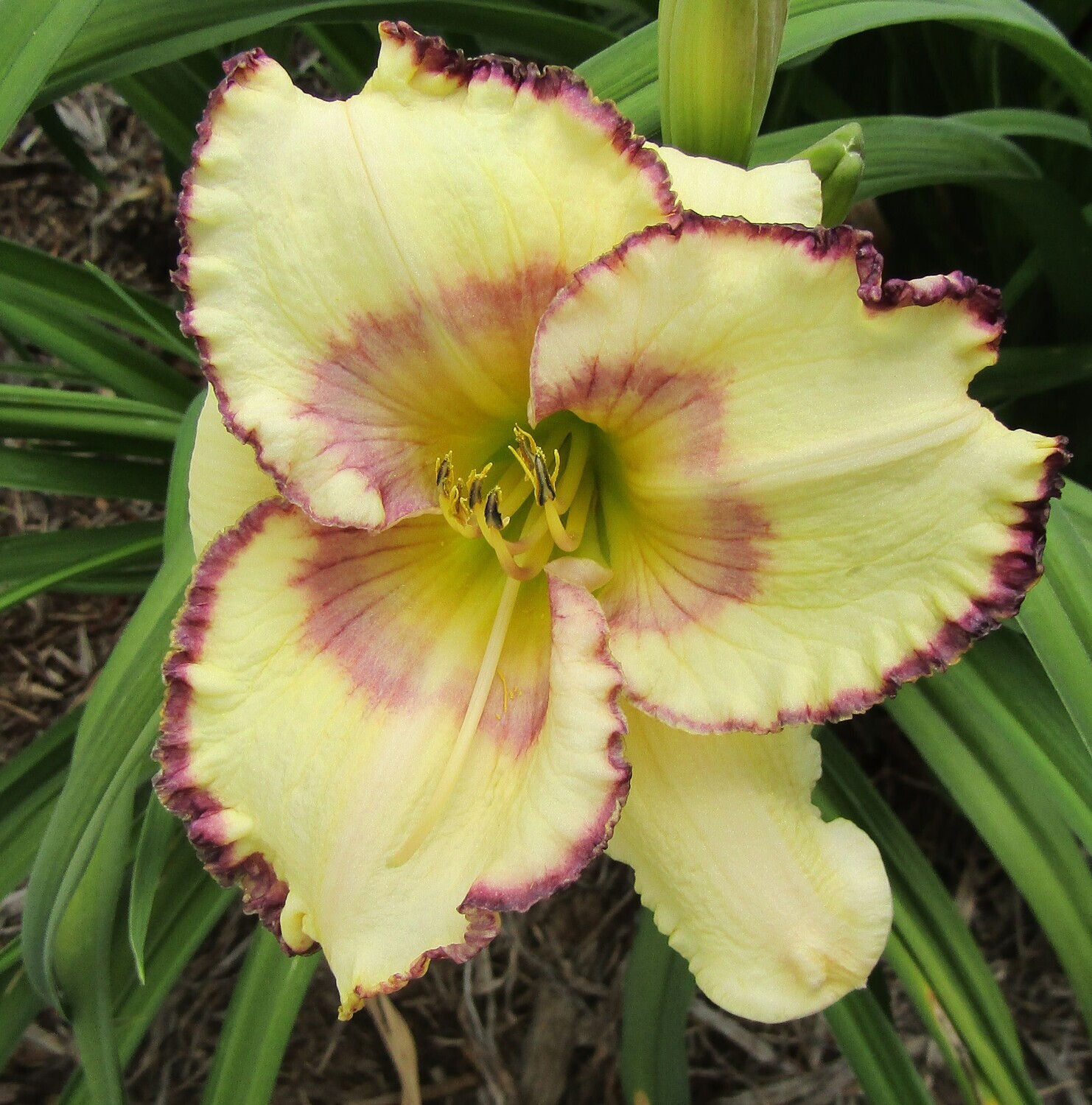 Daylily INVITING ROMANCE