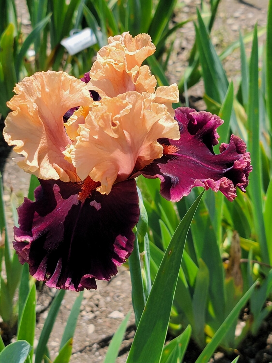 TORONTO Tall Bearded Iris
