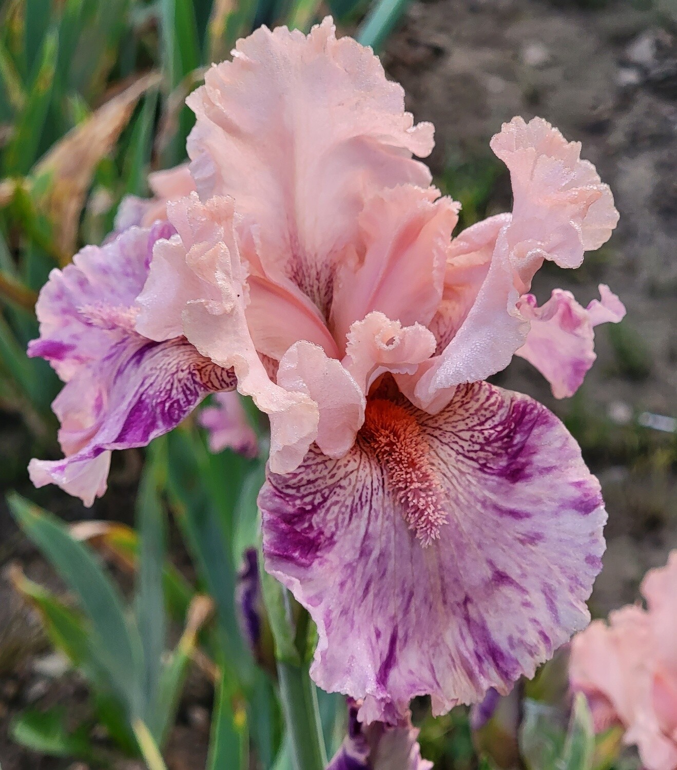 BROKE AGAIN Broken Color Iris