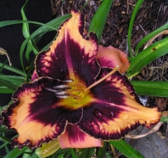 Daylily Gavin Petit