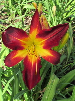 Daylily Ruby Spider