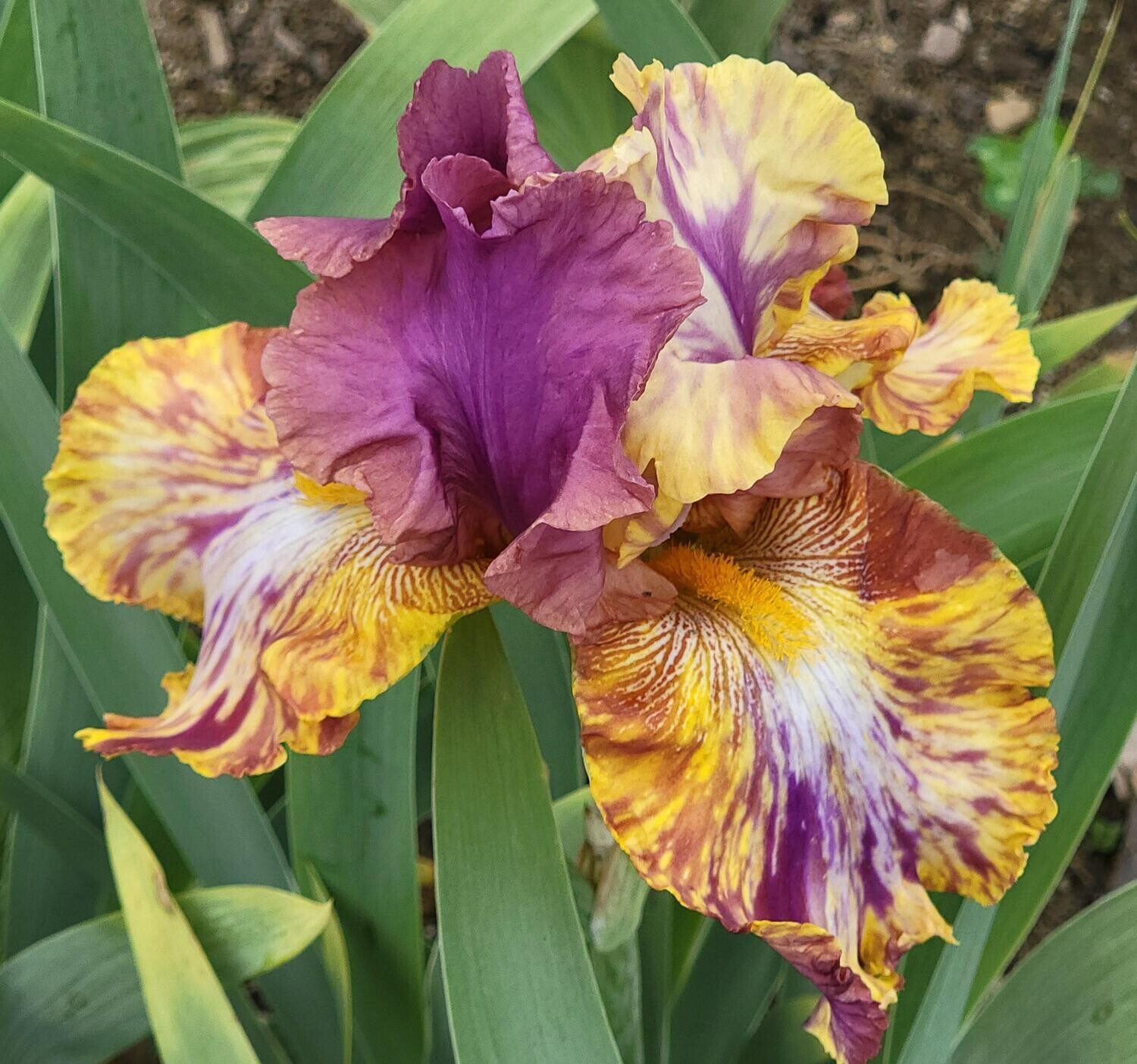 AUTUMN YEARS tall bearded iris broken color iris