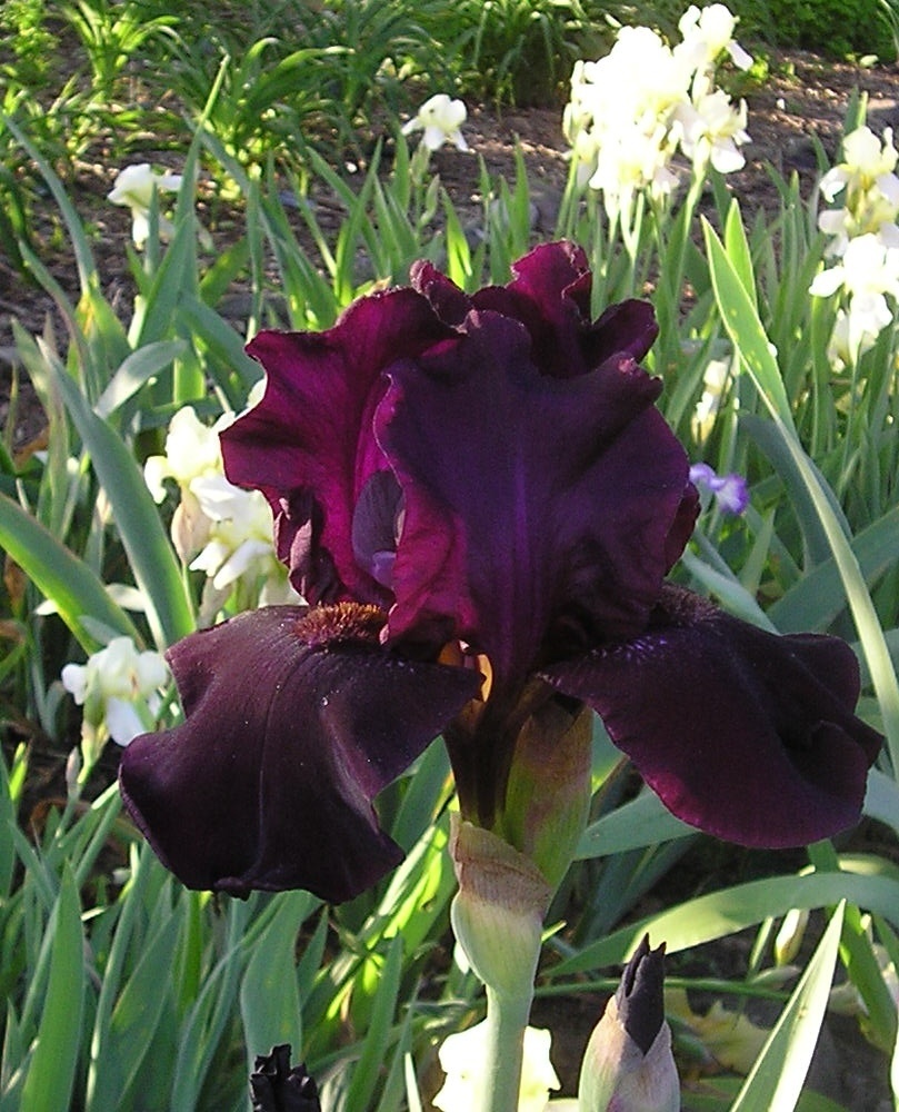 Back in Black Tall bearded iris