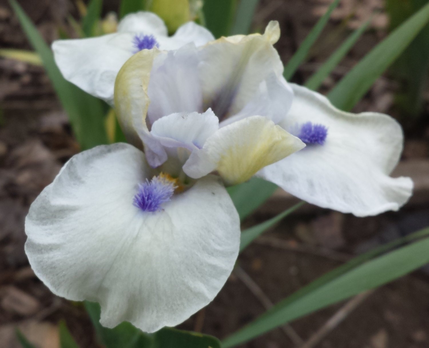 BLUEBEARD'S GHOST Standard Dwarf Bearded Iris