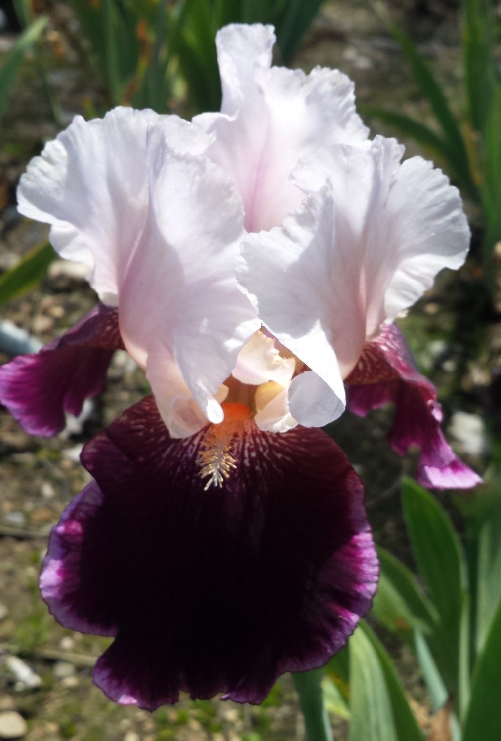 CRIMSON SNOW Tall Bearded Iris