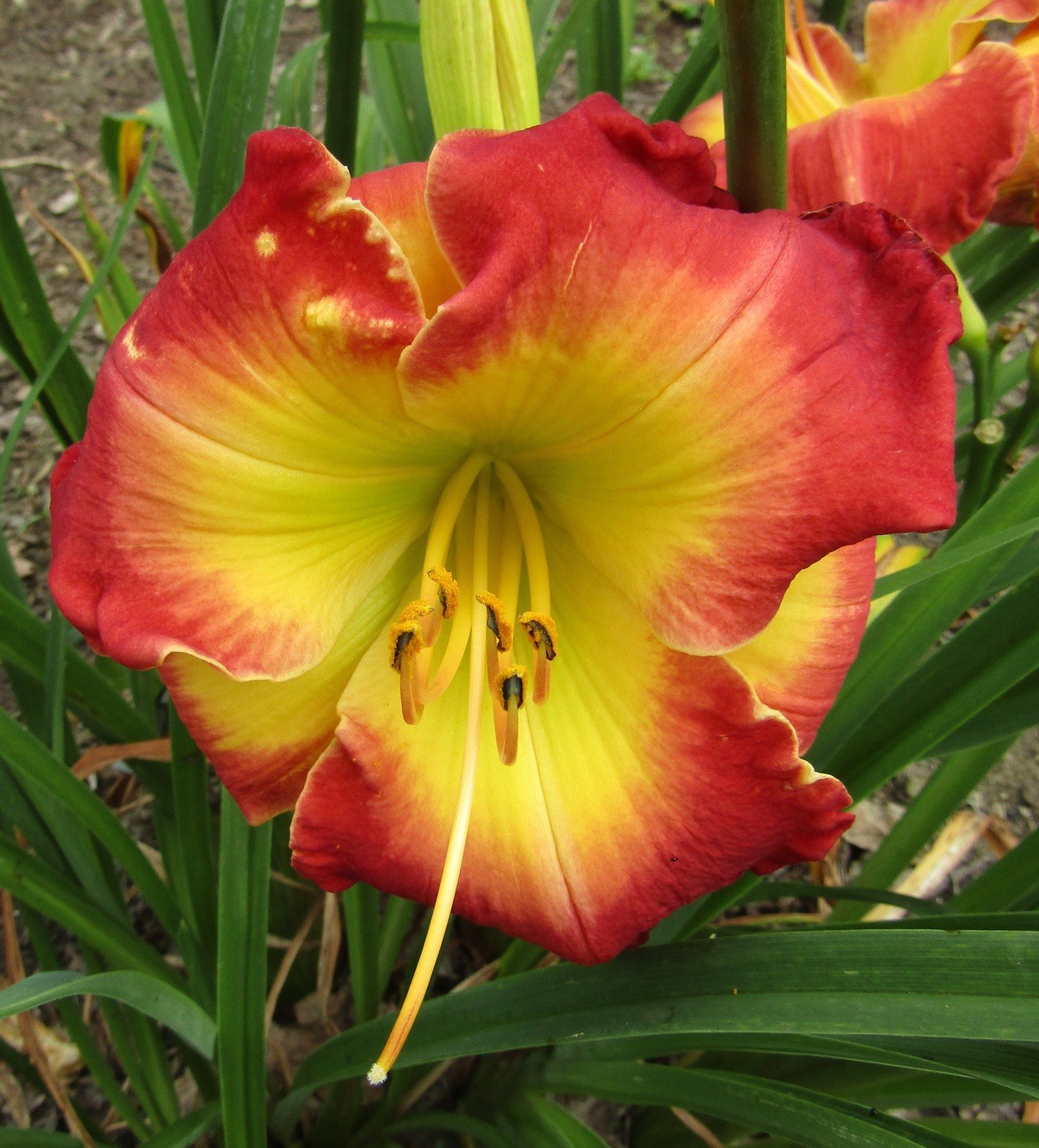 Daylily FOREVER REDEEMED