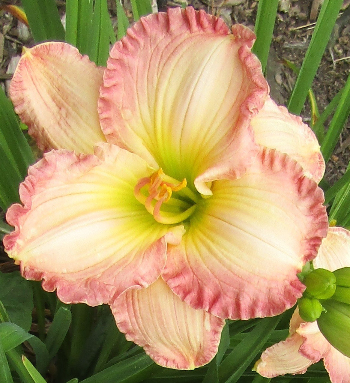 Daylily Frosted Vintage Ruffles