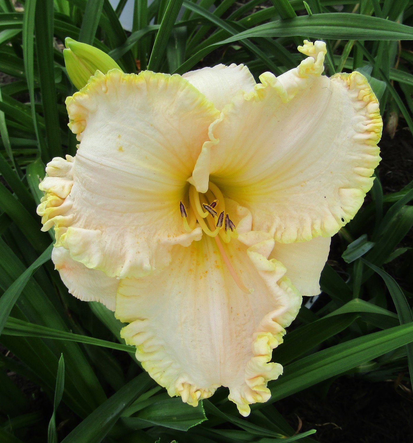 Daylily MOONLIT GOLD