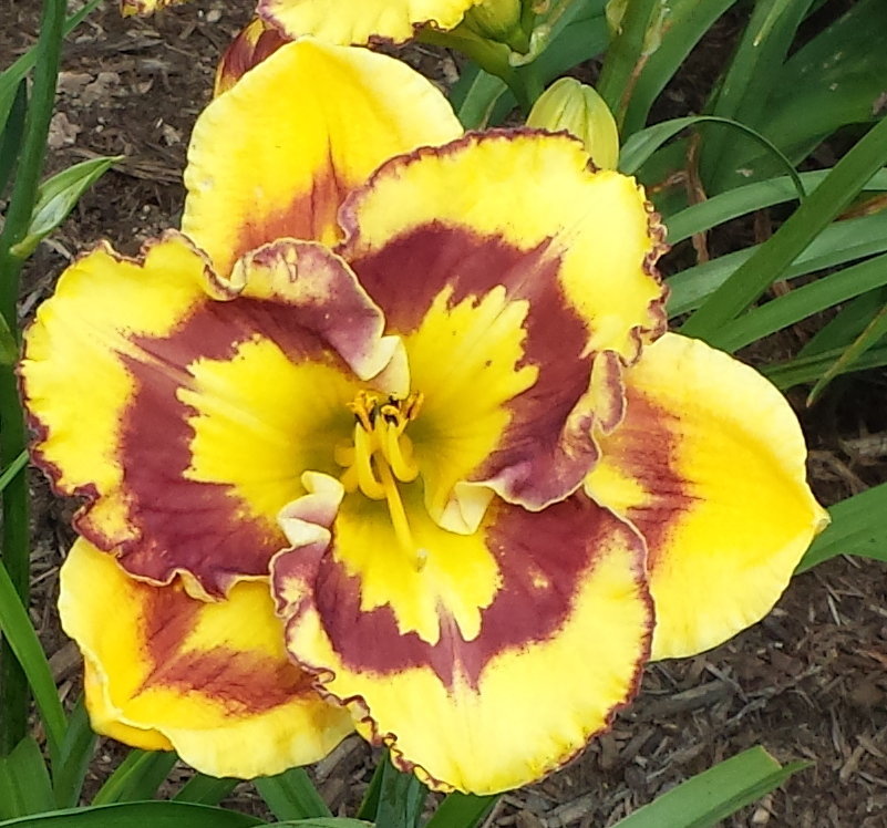 Daylily New Paradigm