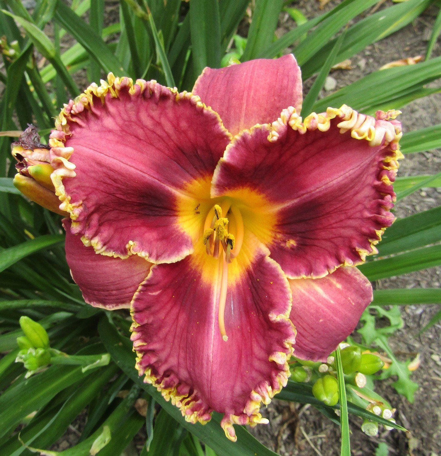 Daylily Raspberry Goosebumps