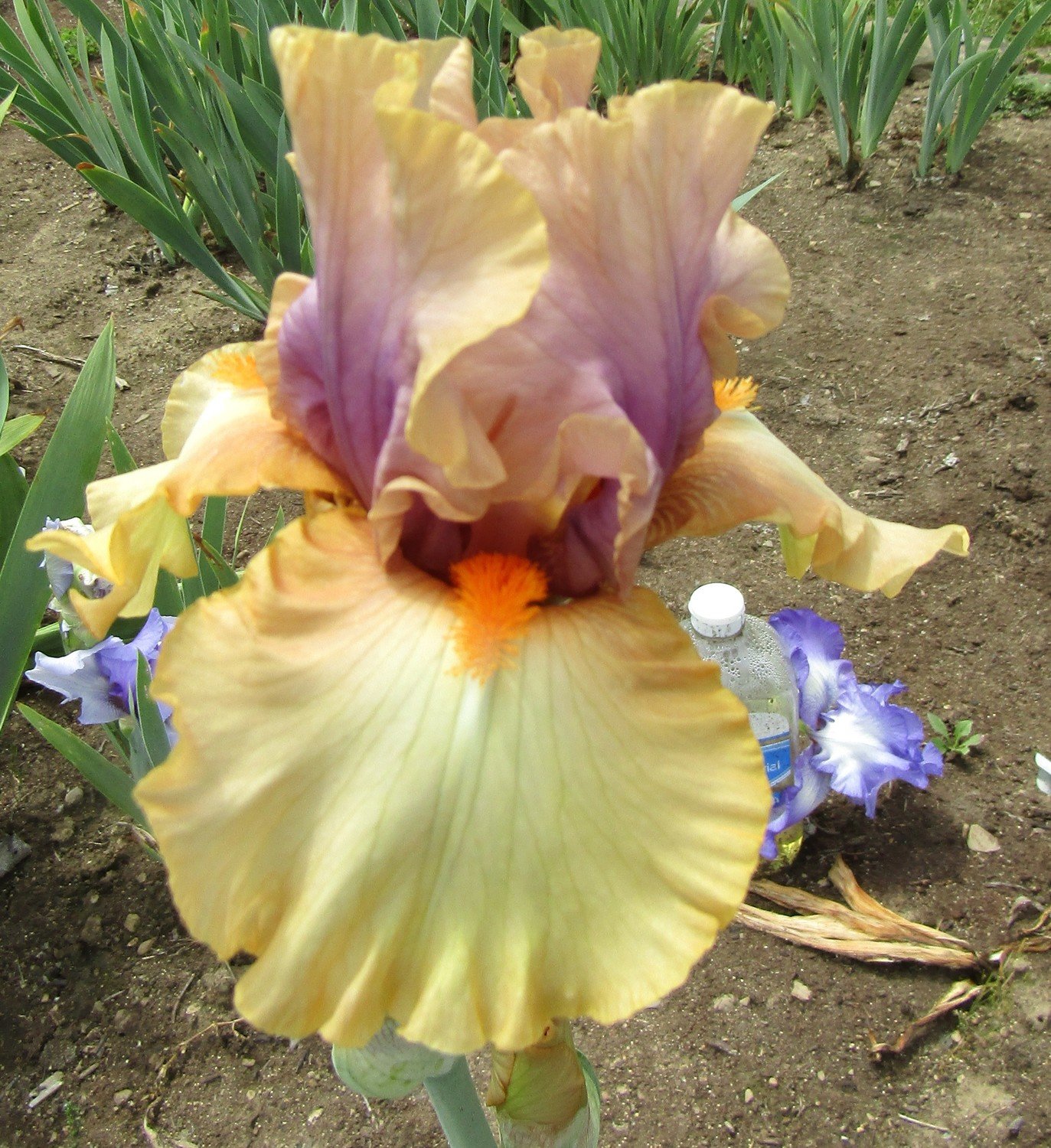 BROOME SUNSET Tall Bearded Iris