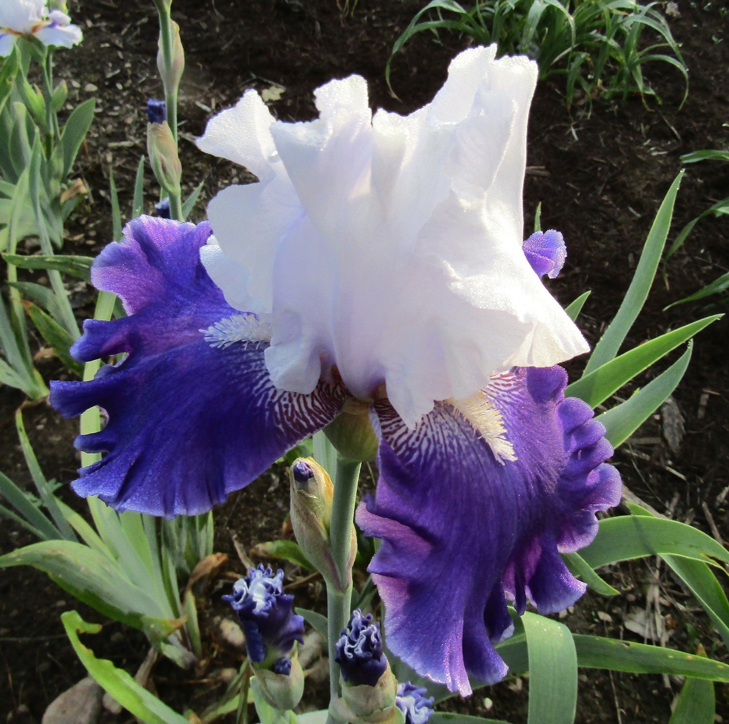 DRIFTING Tall Bearded Iris