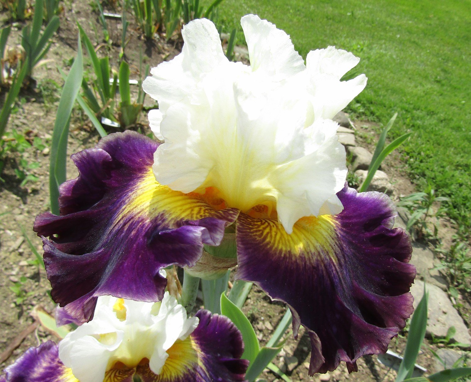 FLASH OF BRILLIANCE Tall Bearded Iris