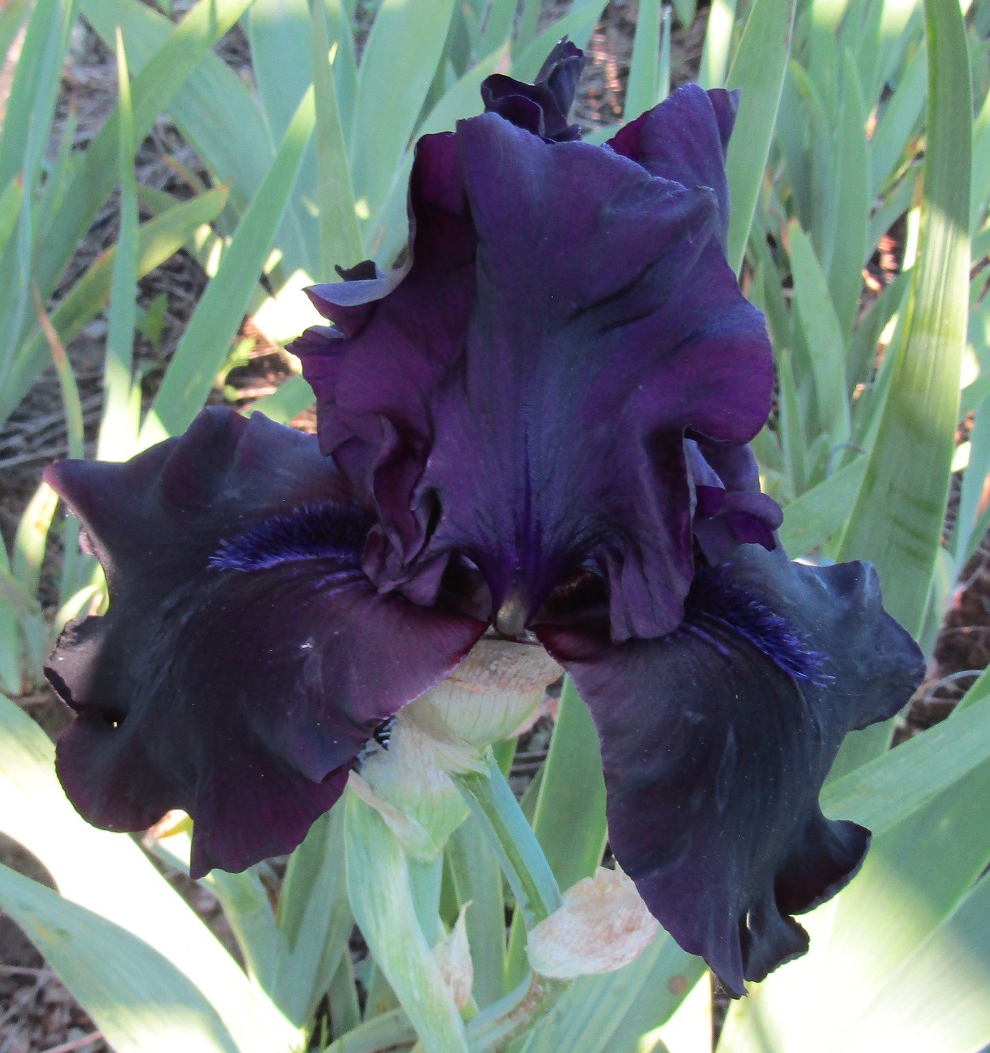 HELLO DARKNESS Tall Bearded Iris