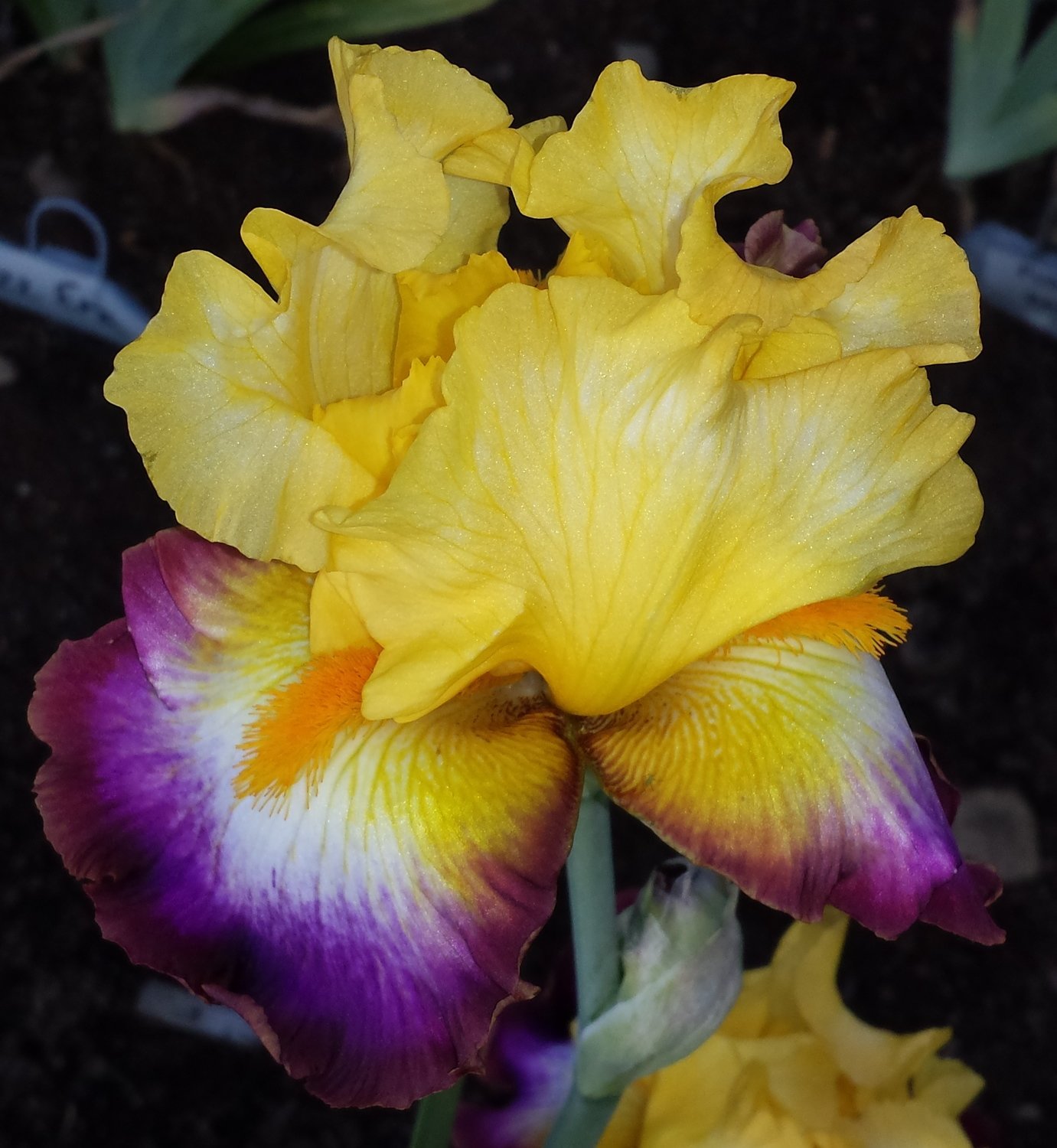 RAINBOW HIGH Tall Bearded Iris