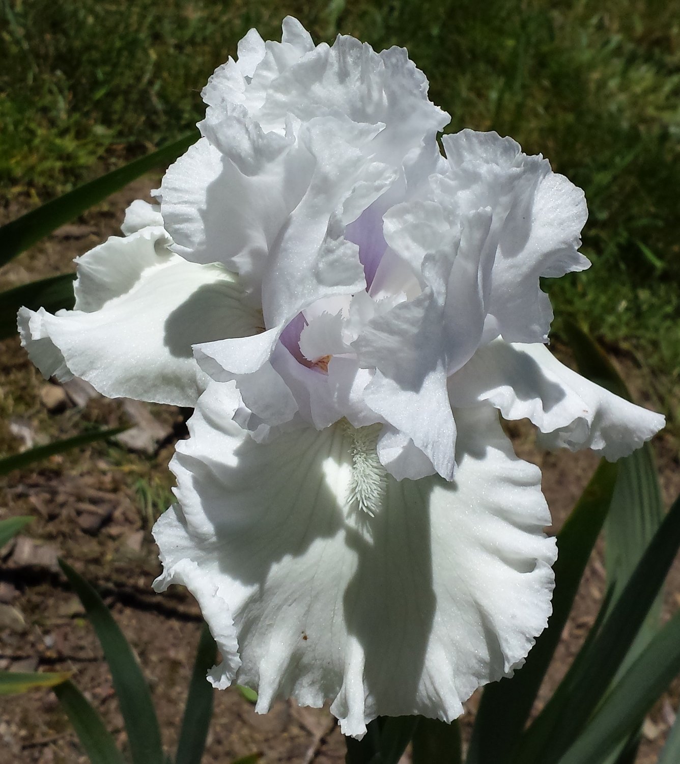 SERVIN' UP SPARKLE Tall Bearded Iris
