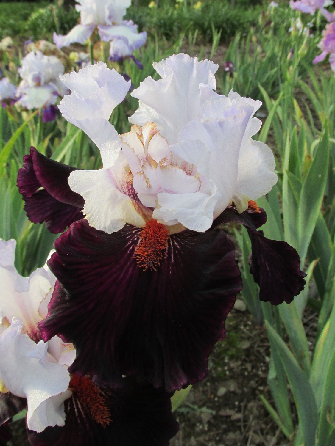 STARRING Tall Bearded Iris