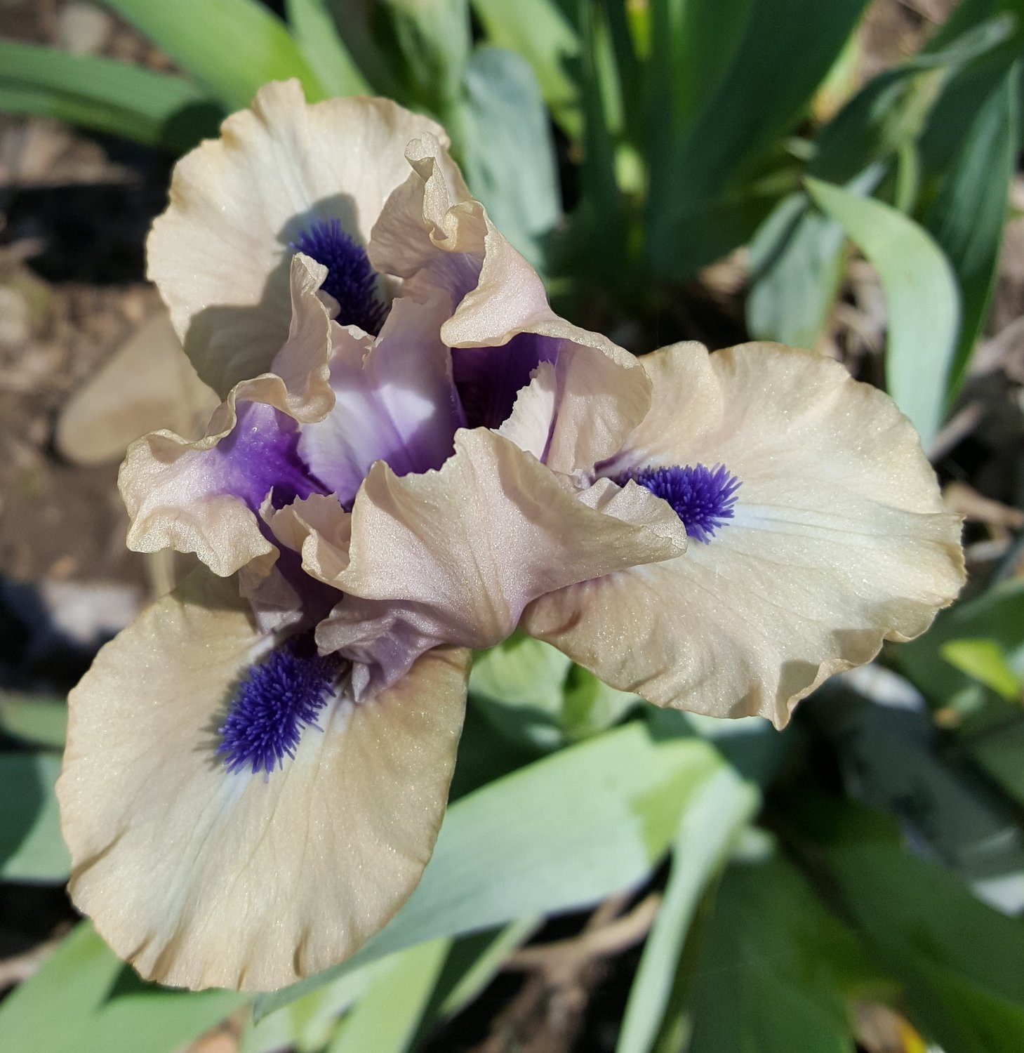 TICKETY BOO Standard Dwarf Bearded Iris