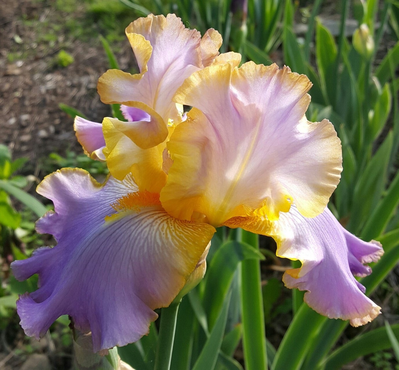 ALL ABOUT SPRING tall bearded iris