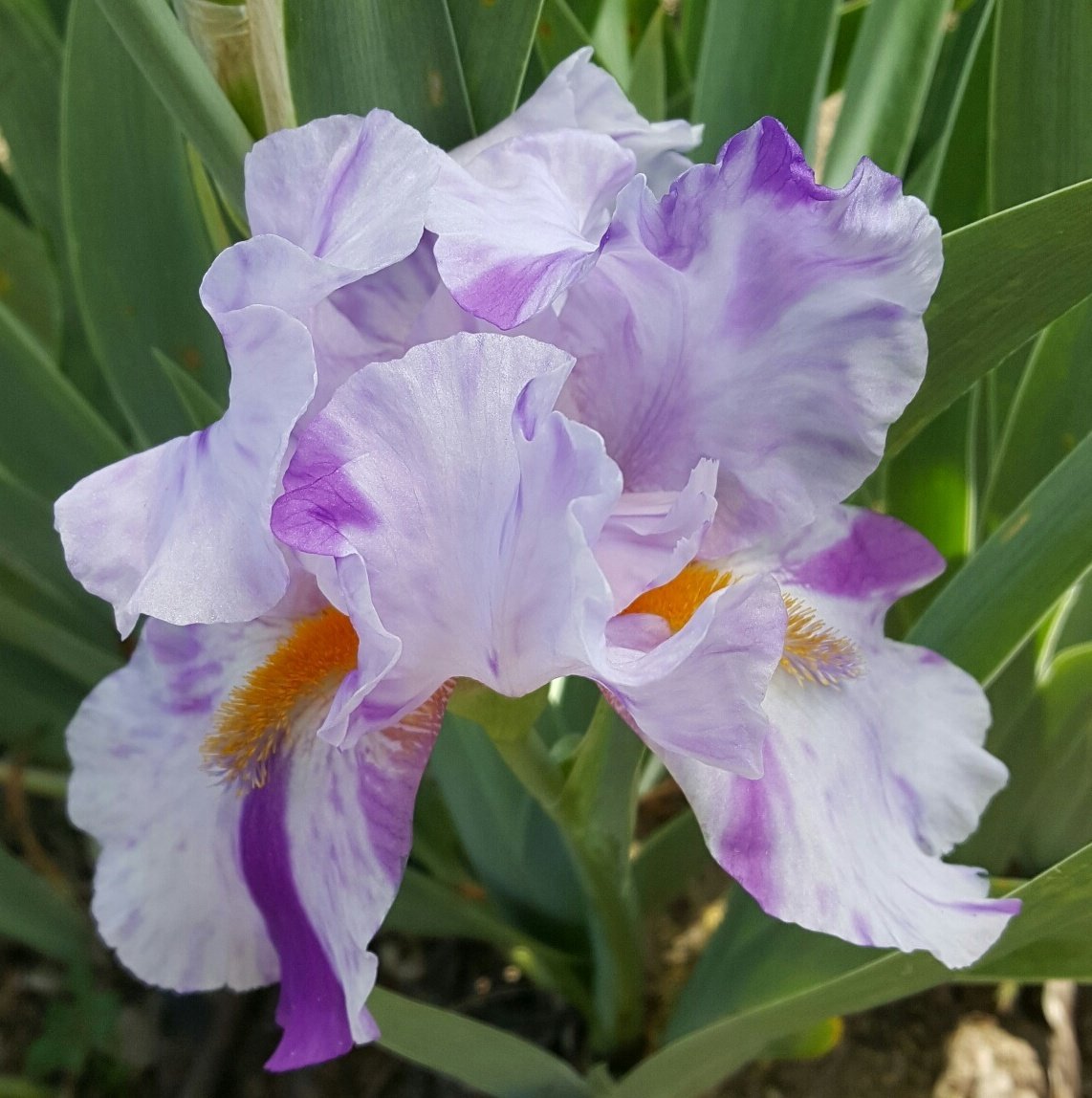 HIT AND MISS Broken Color Iris