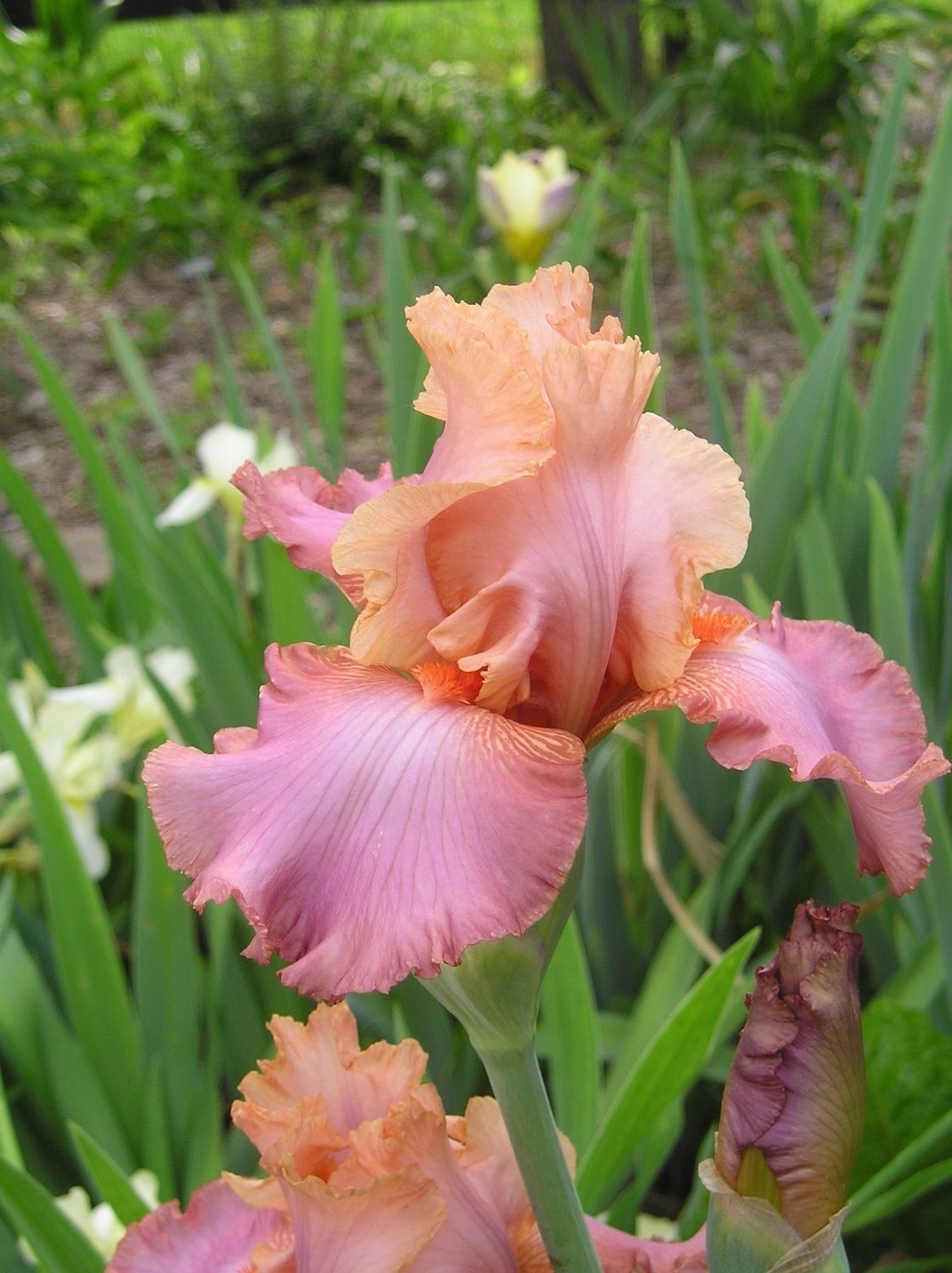Cascading Rainbow Border Bearded Iris