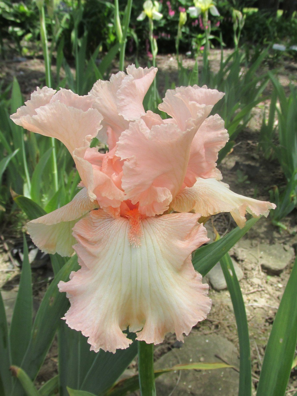 Alice Goodman tall bearded iris