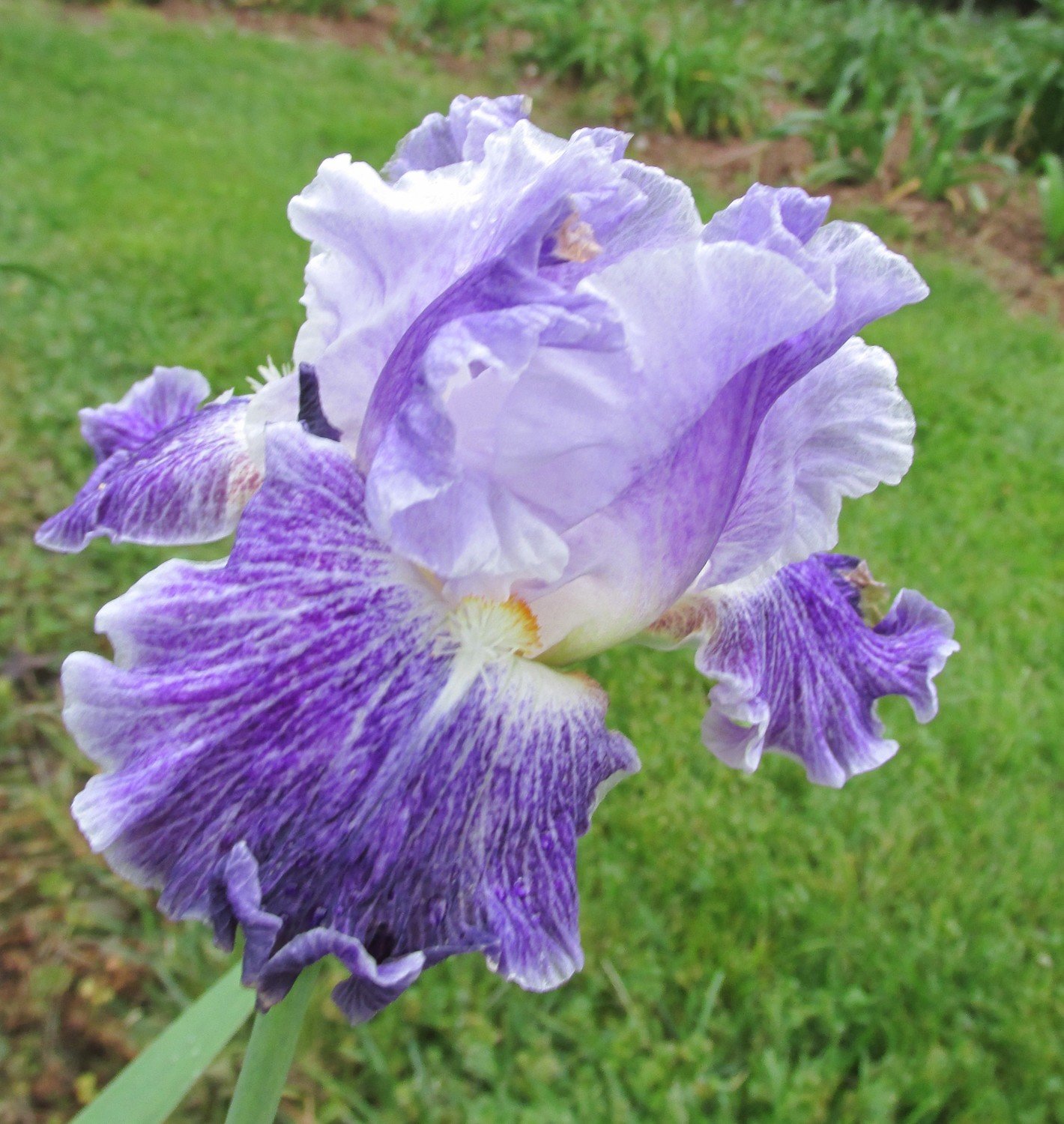 Fancy Dress Tall Bearded Iris