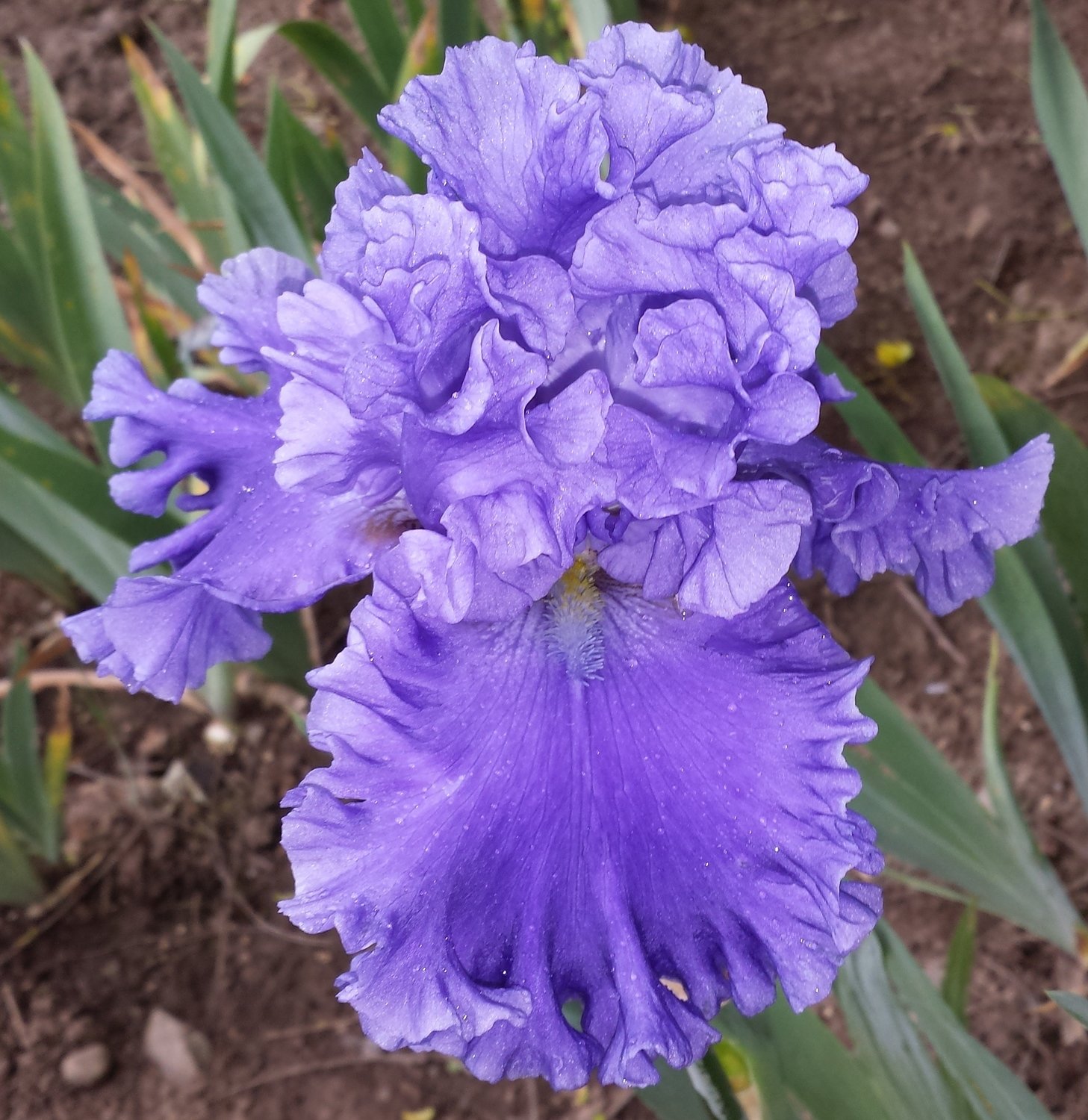 SEA POWER Tall Bearded Iris