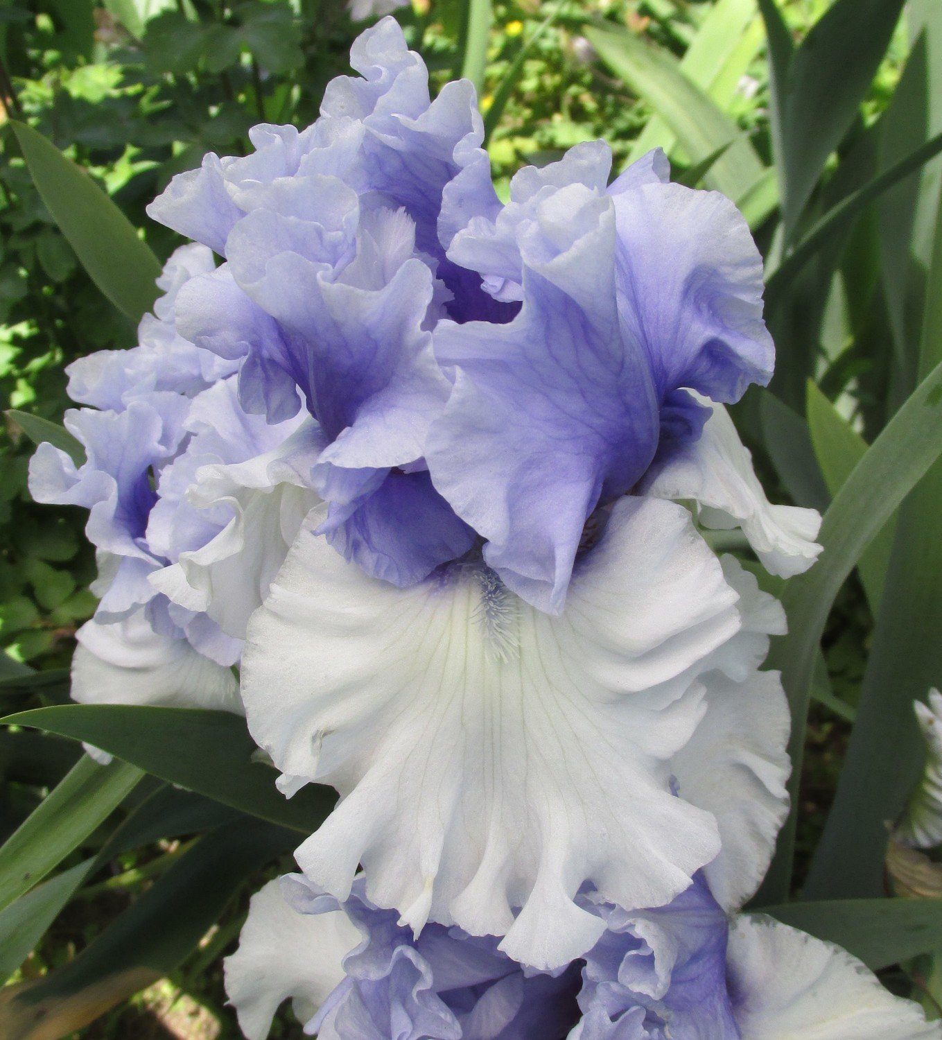 Wintry Sky Tall Bearded Iris