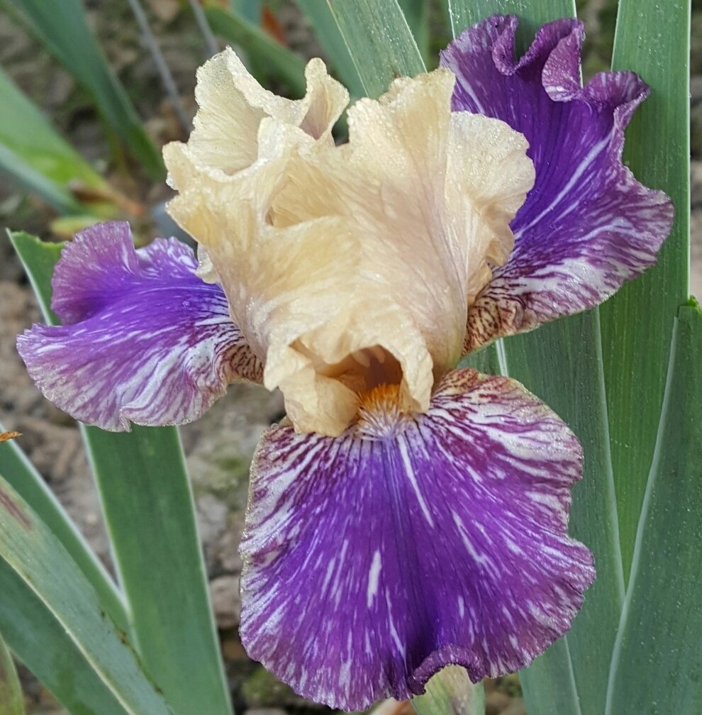 DOE Z DOE Broken Color Iris