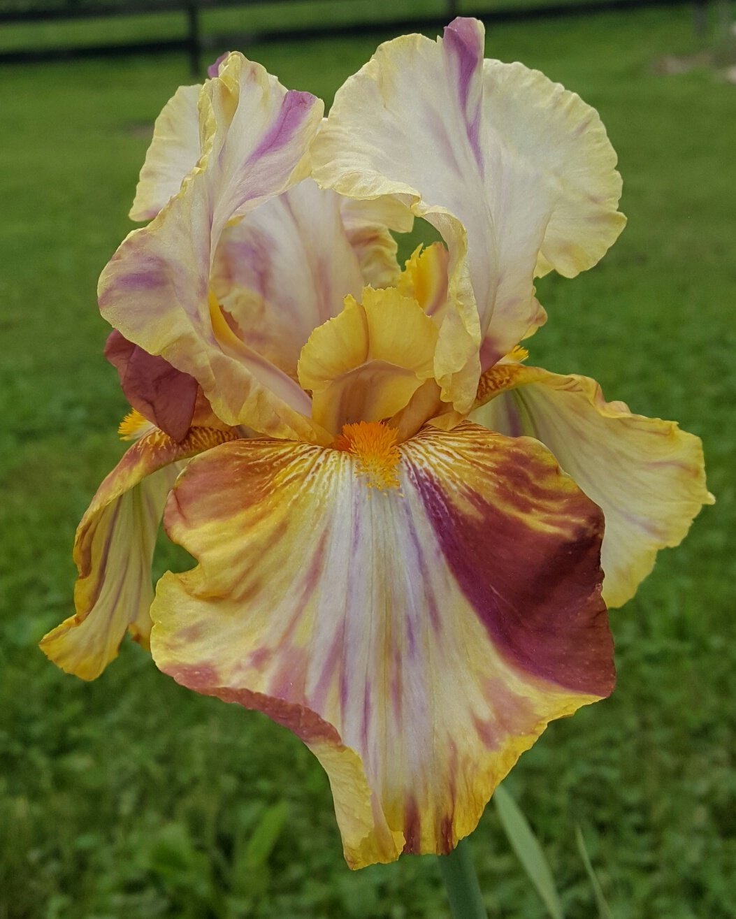 AUTUMN YEARS tall bearded iris broken color iris