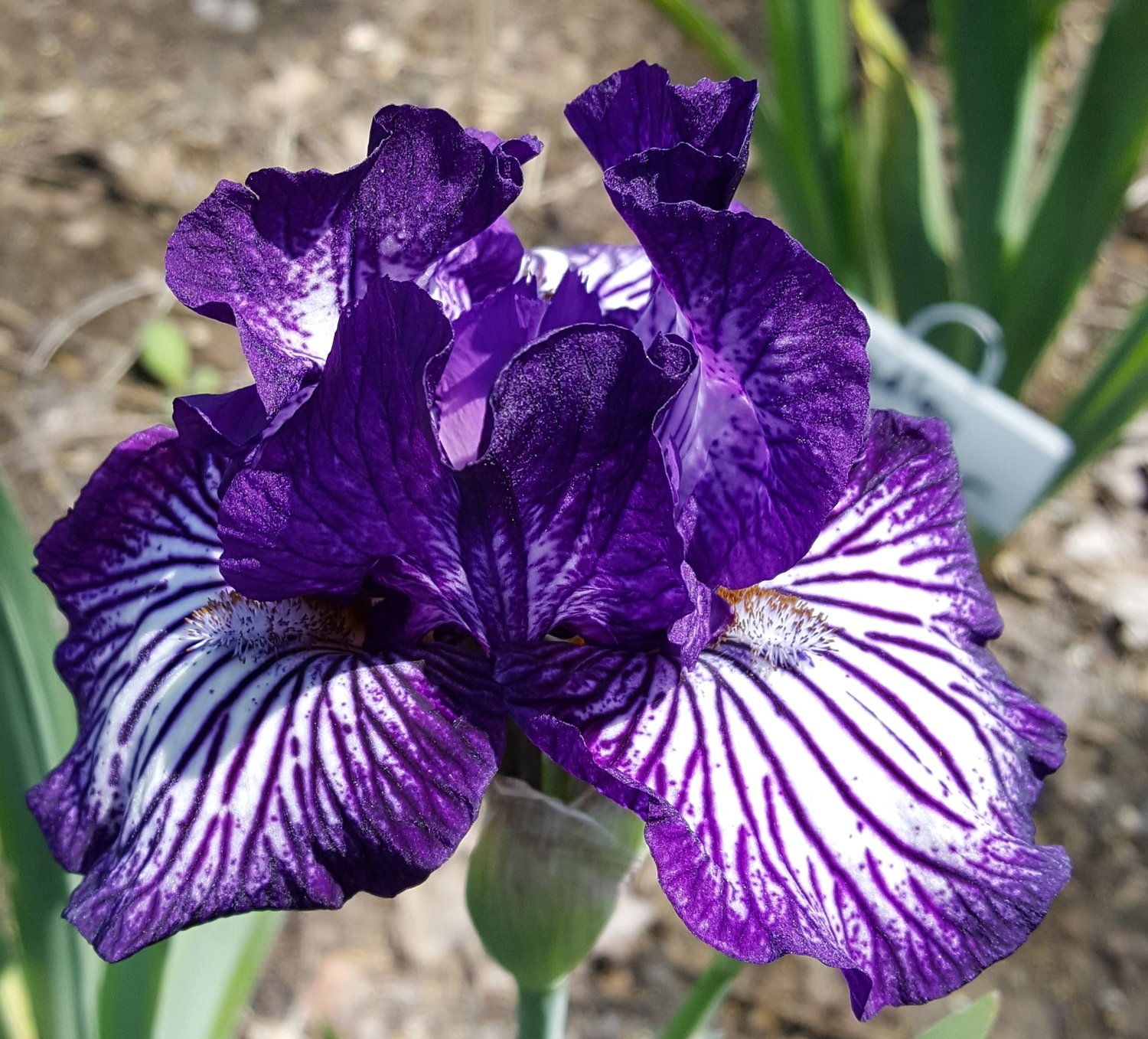 LINE DRIVE Intermediate Bearded Iris