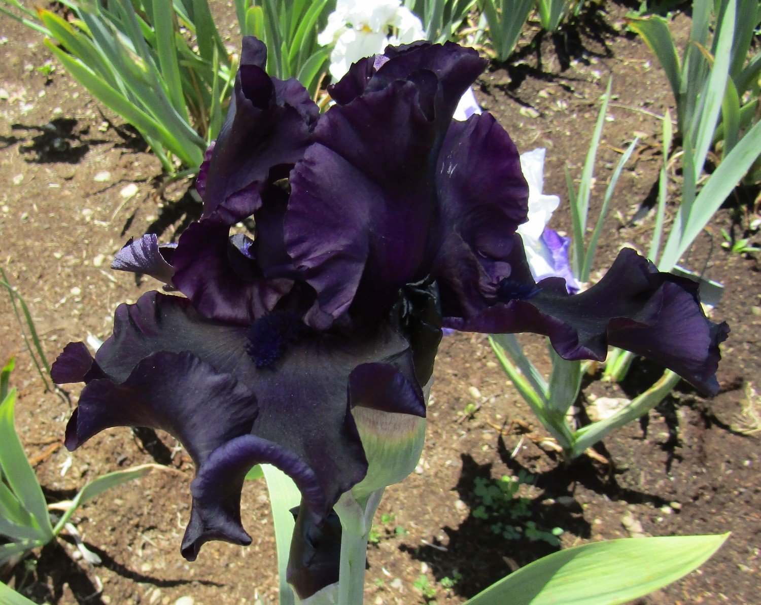 RAVEN GIRL Tall Bearded Iris