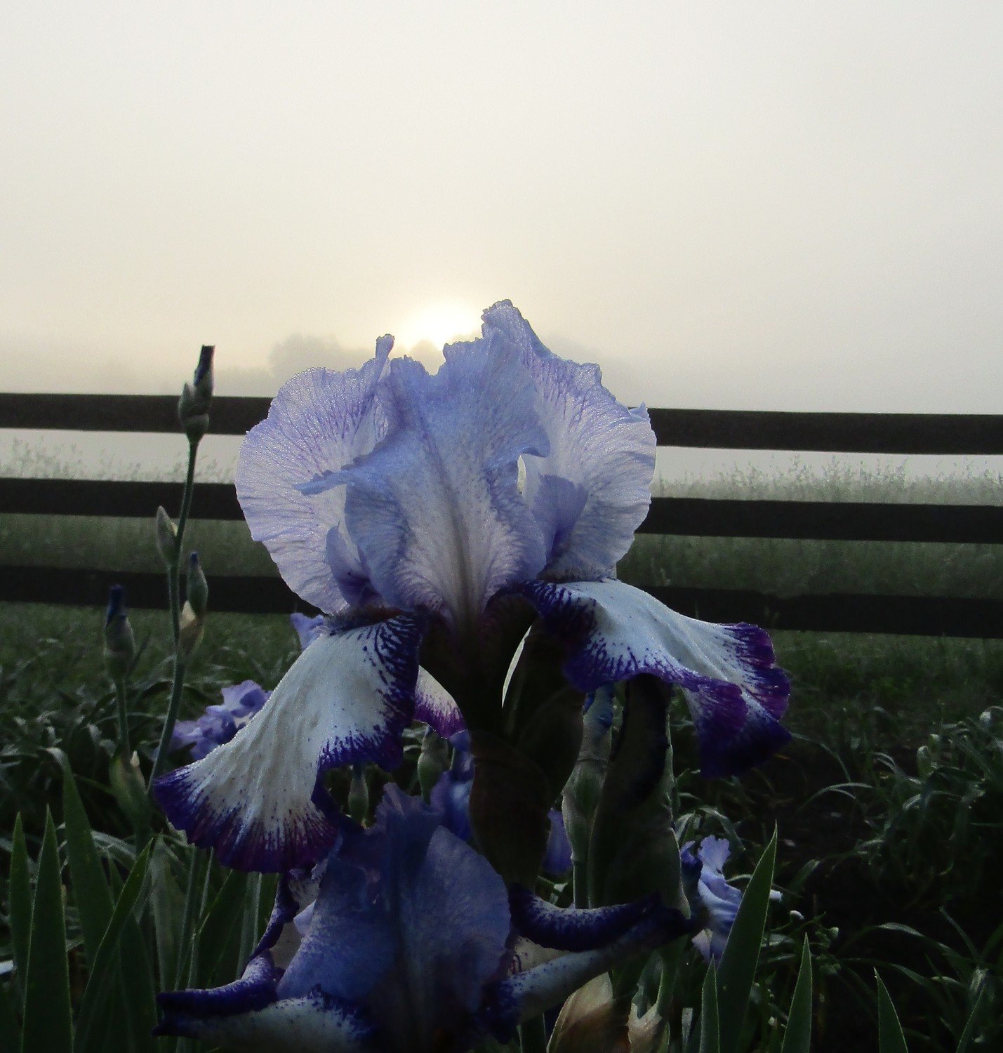 On Edge Tall Bearded Iris