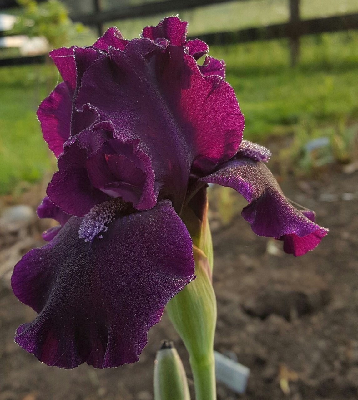 MIDNIGHT SHARP Intermediate Bearded Iris