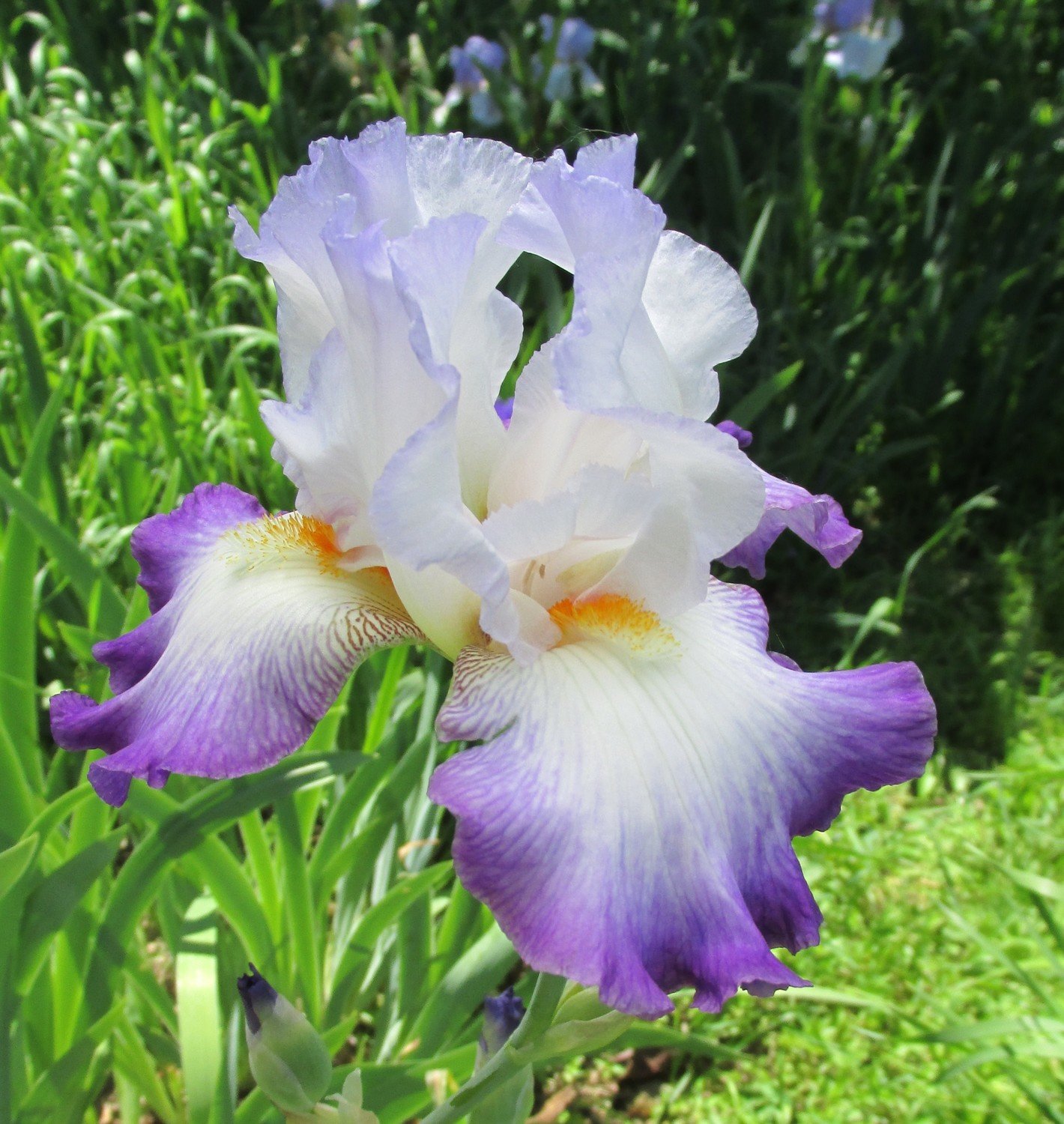 Conjuration Tall Bearded Iris