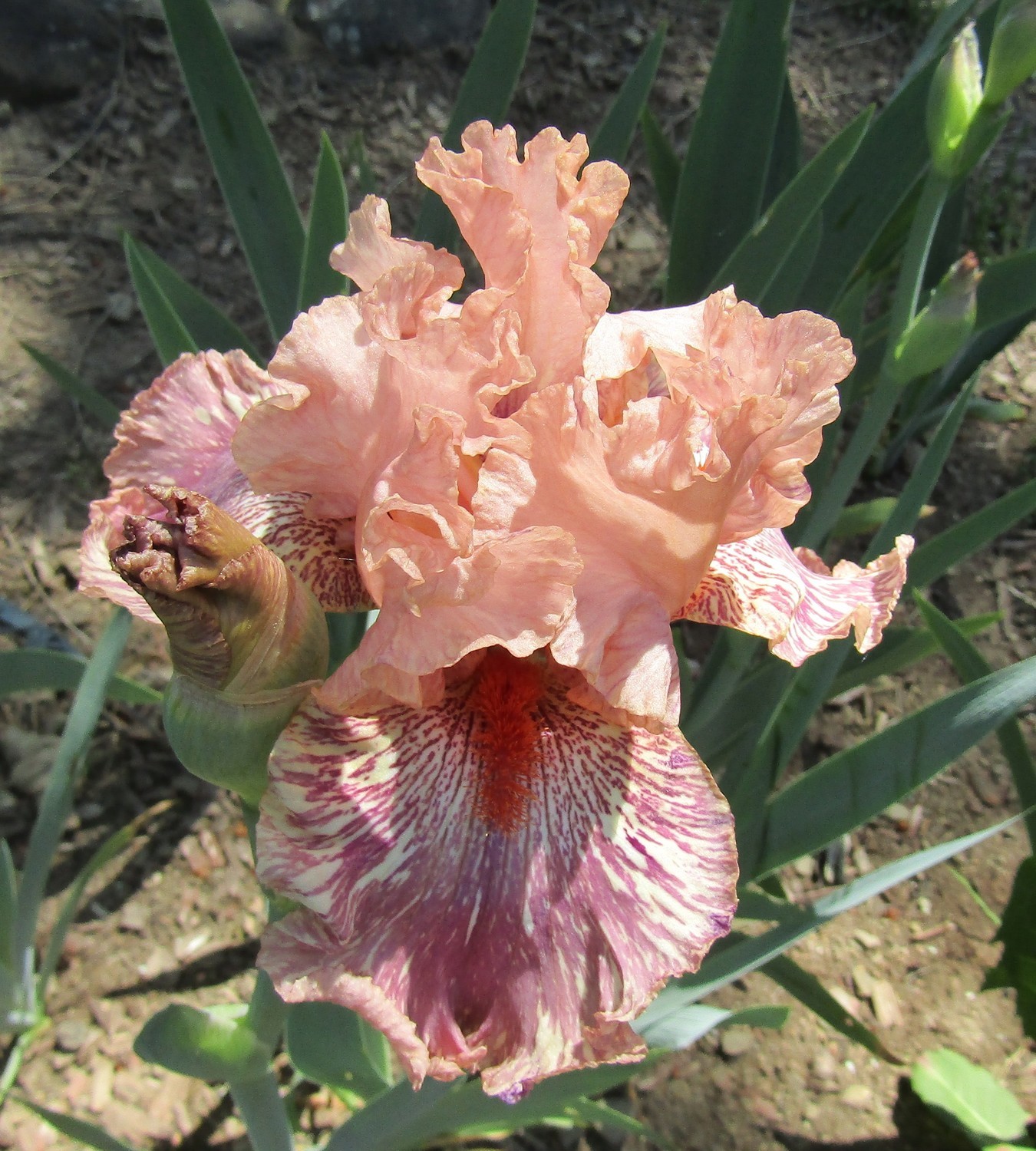 KING TUSH Broken Color Iris