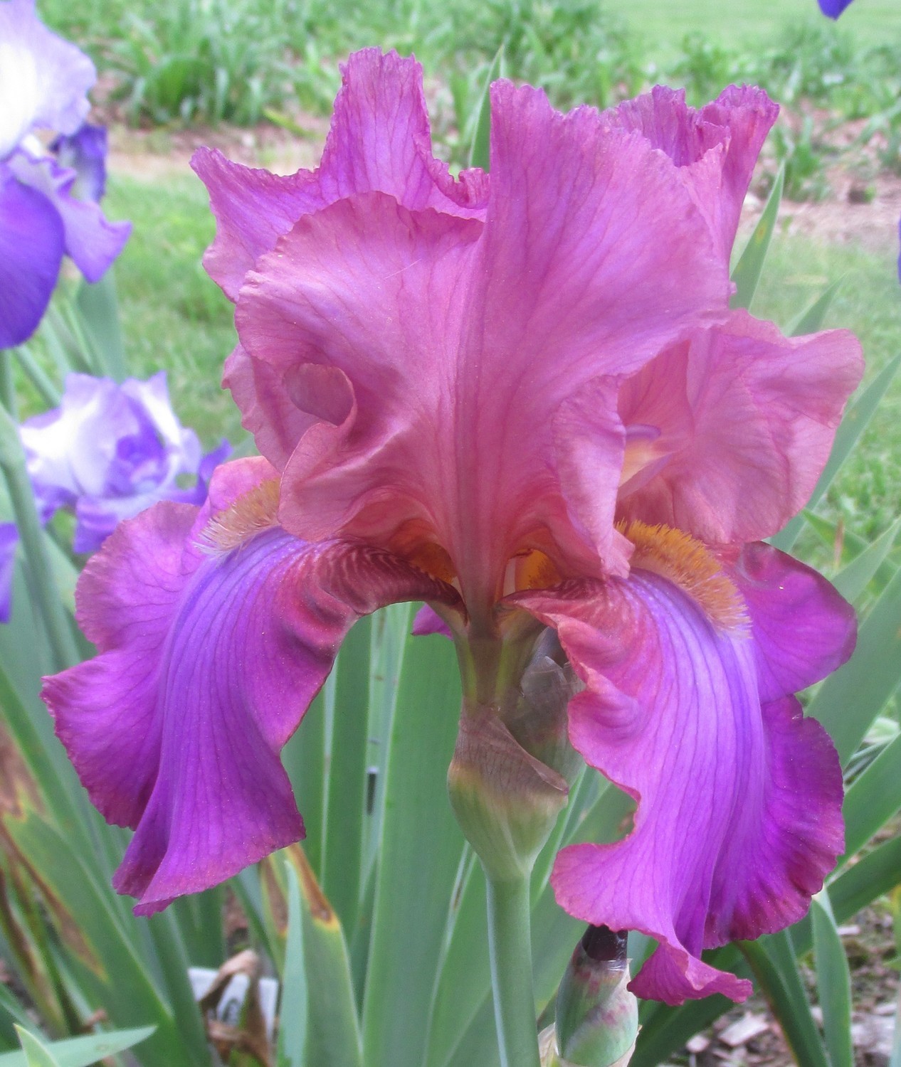Cranberry Ice Tall Bearded Iris