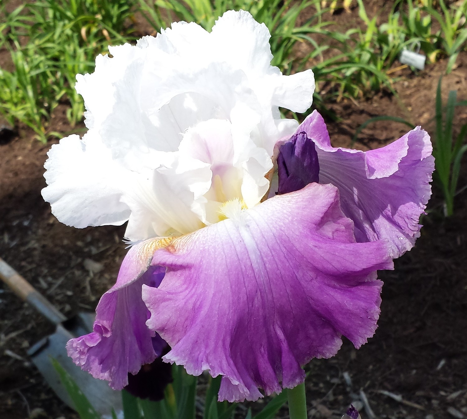 JAZZED UP Tall Bearded Iris