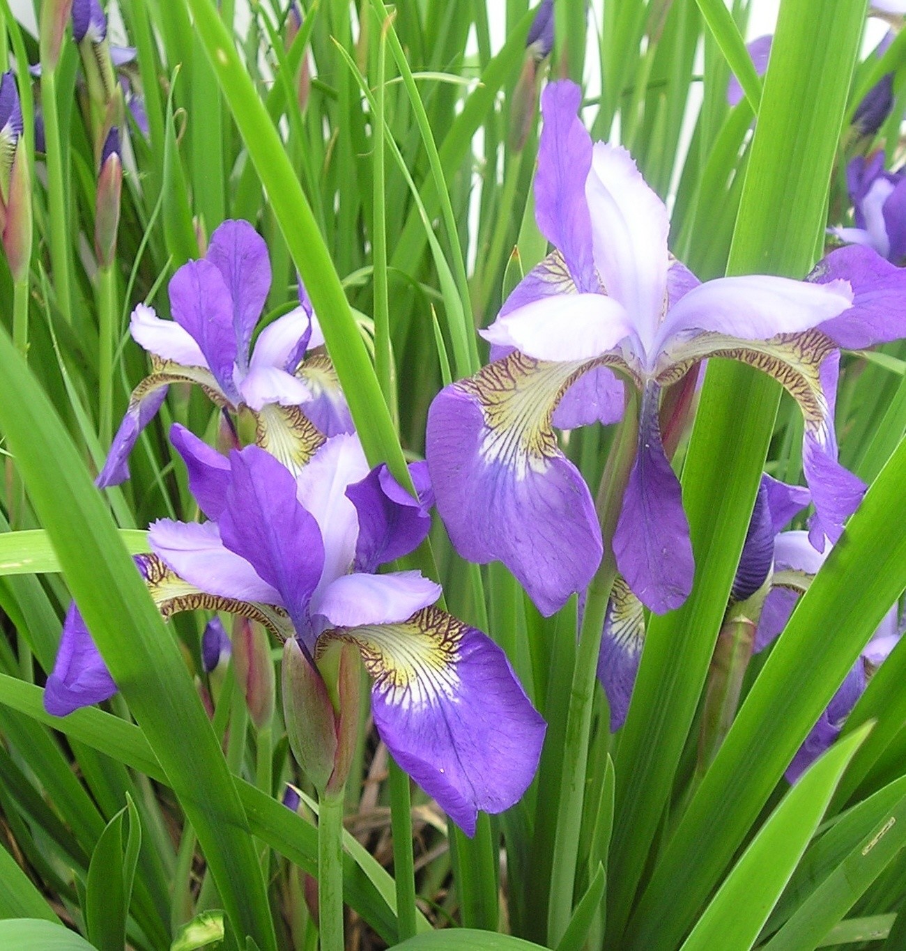 LAVENDER & PURPLE SIBERIAN IRIS